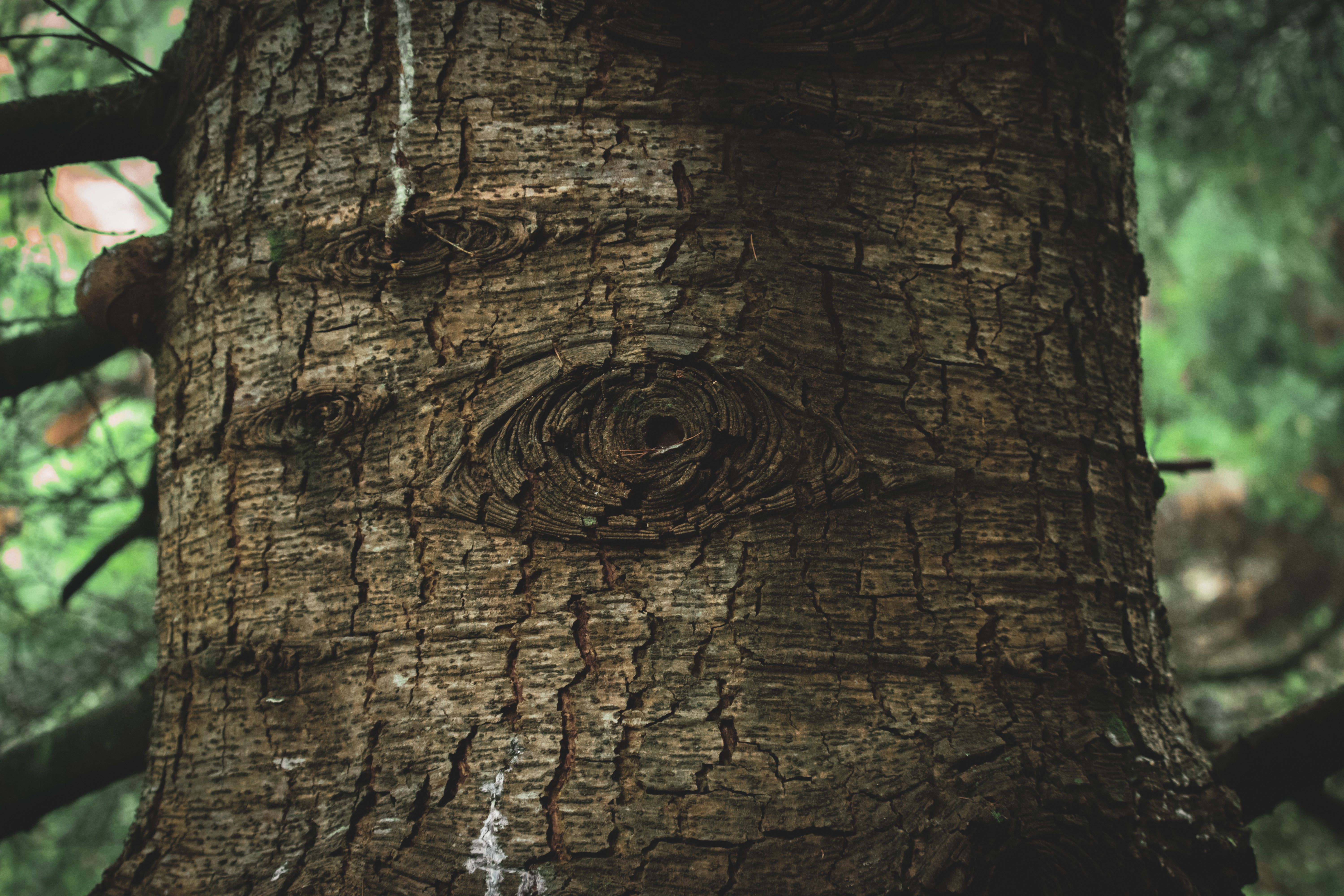 Close-up of Tree Bark with Eye-like Pattern · Free Stock Photo