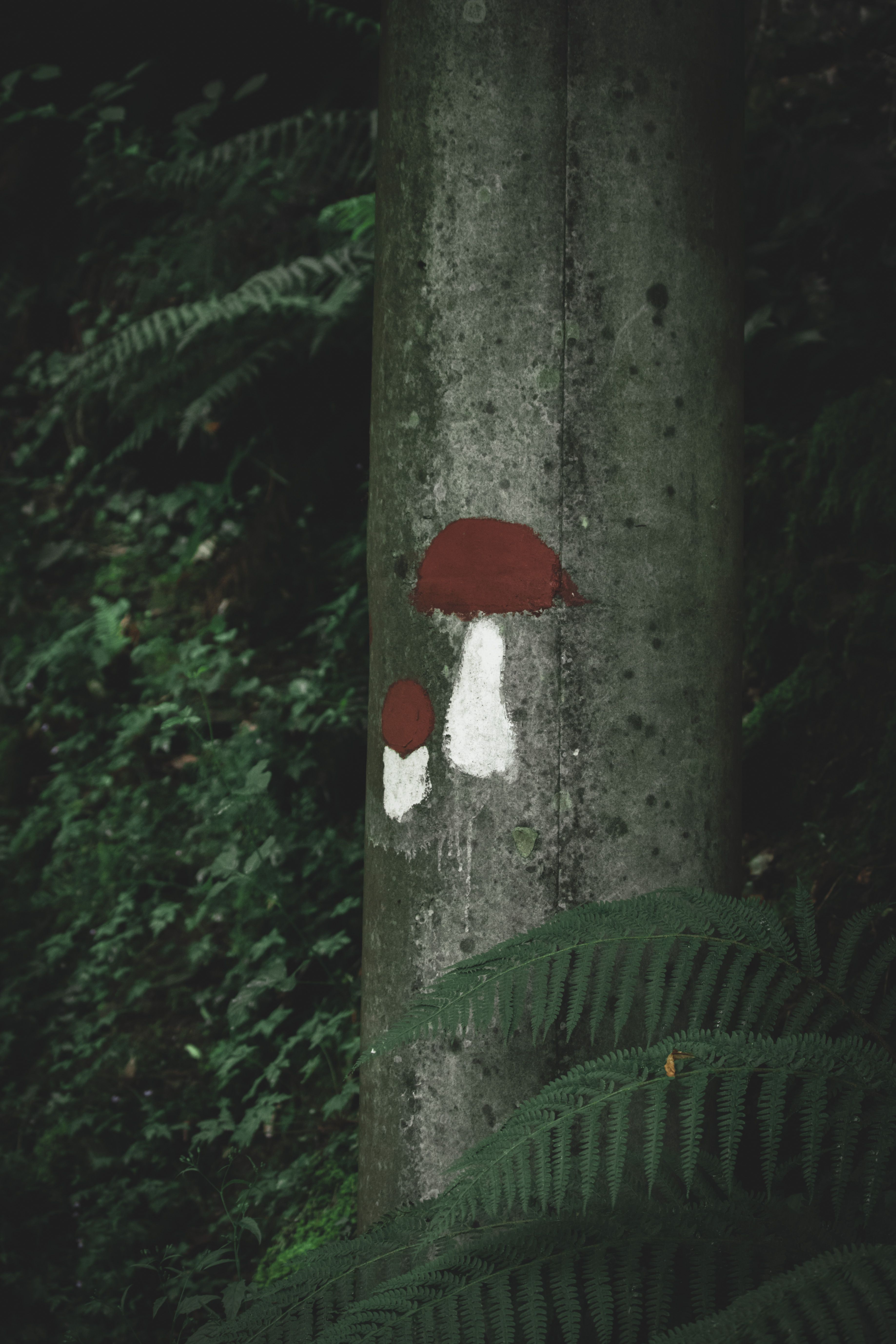 Moody Forest Scene with Painted Mushroom Motif · Free Stock Photo