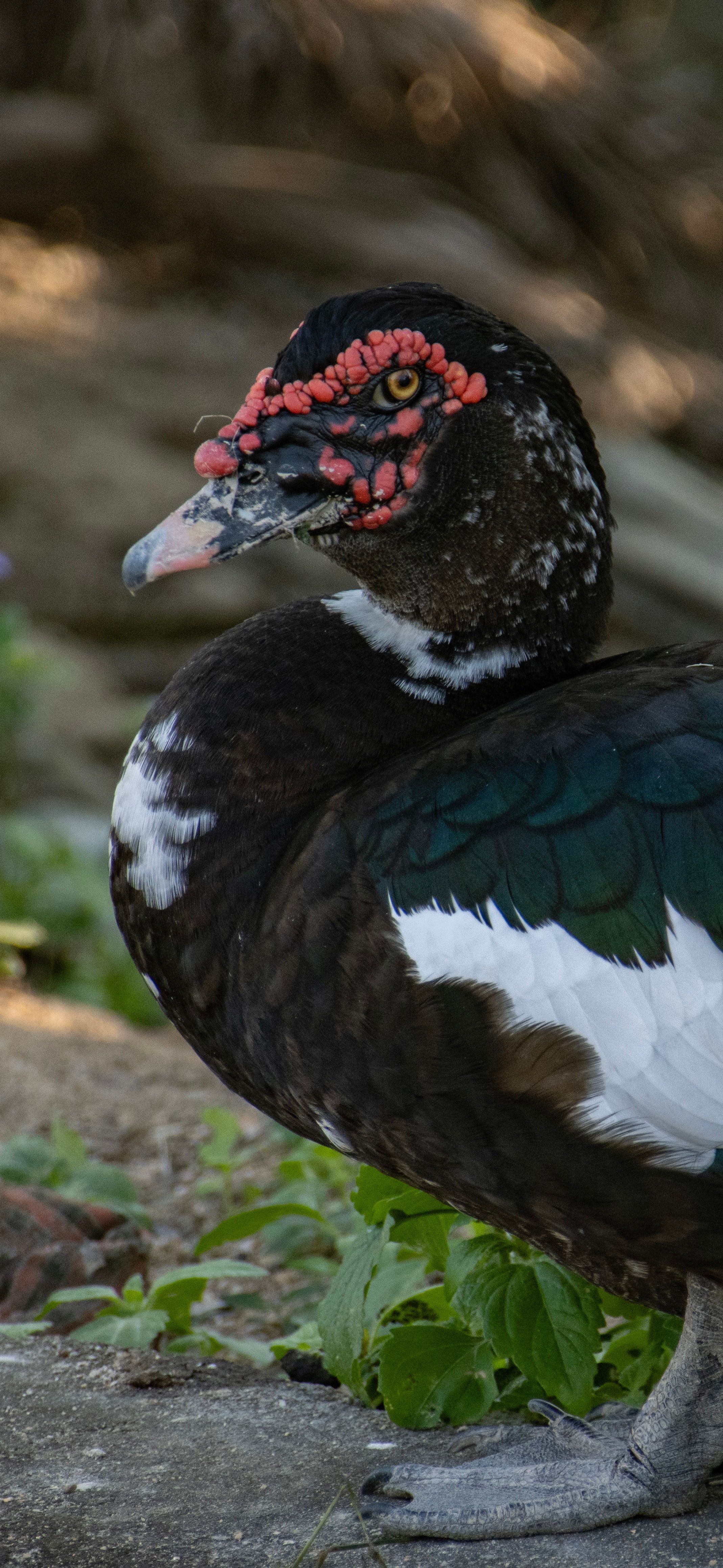 Close-Up of a Muscovy Duck in Natural Habitat · Free Stock Photo