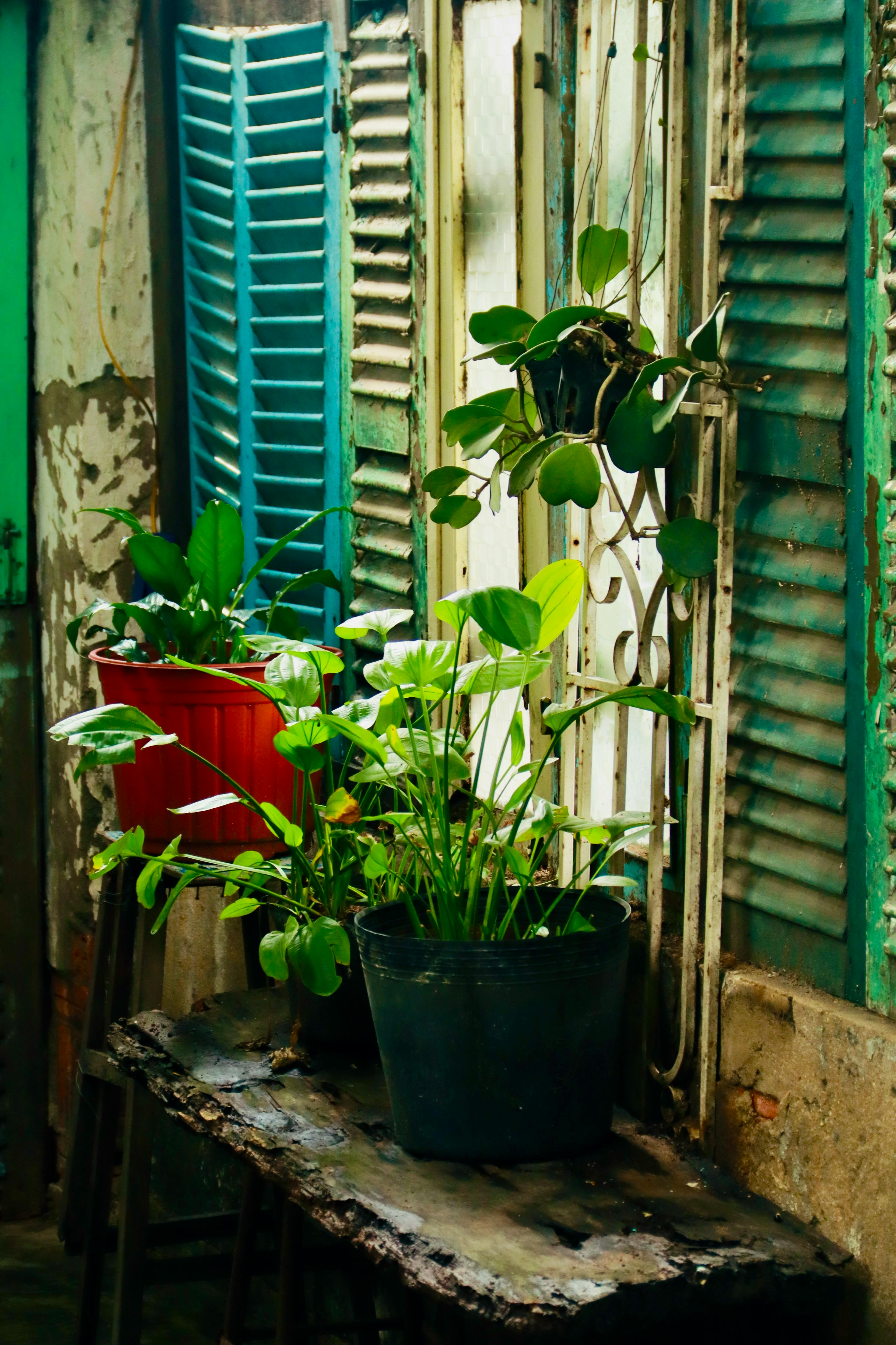 Charming Rustic Indoor Garden with Bright Green Plants · Free Stock Photo
