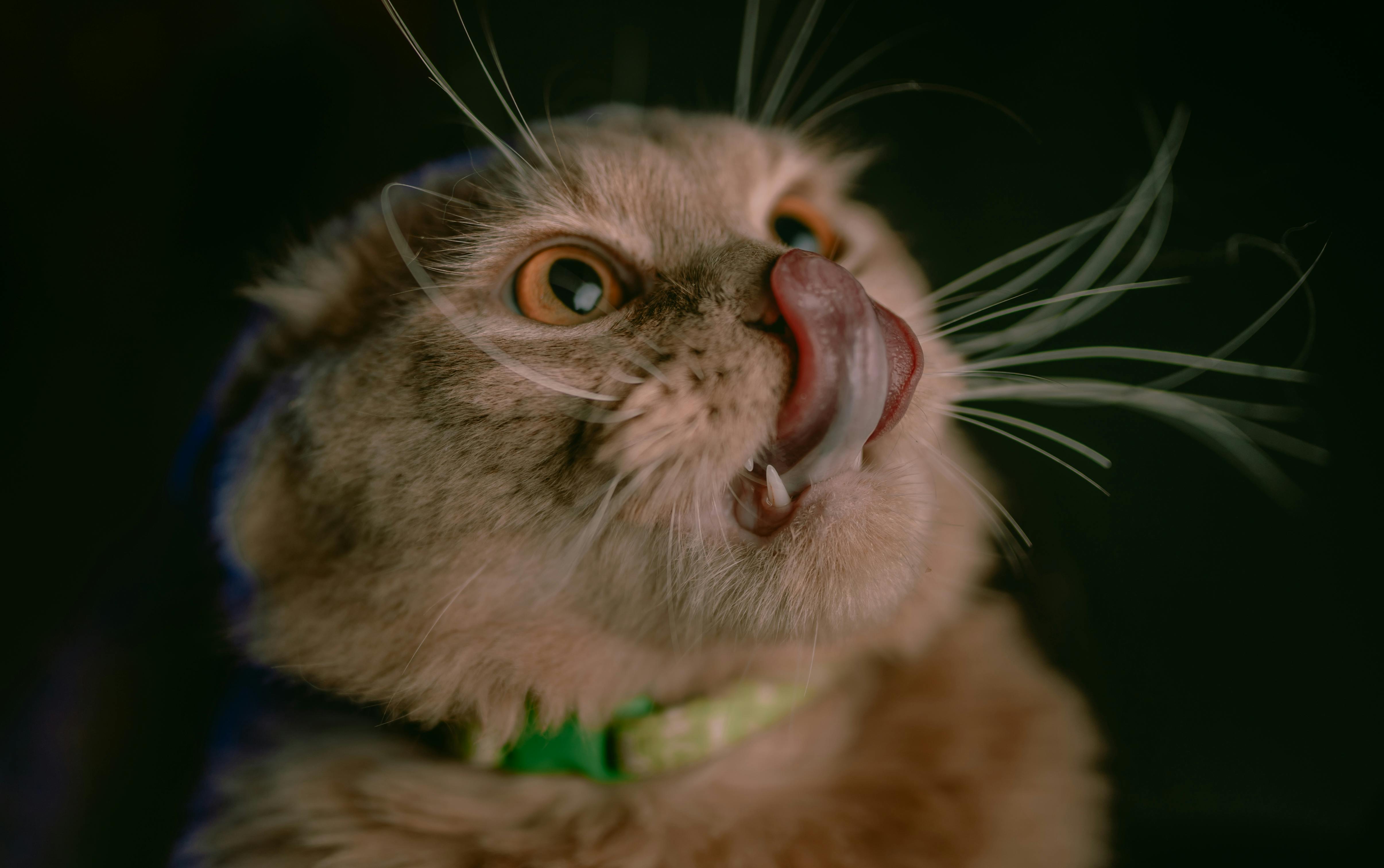 Meow Agaclari Photos, Download The BEST Free Meow Agaclari Stock Photos ...