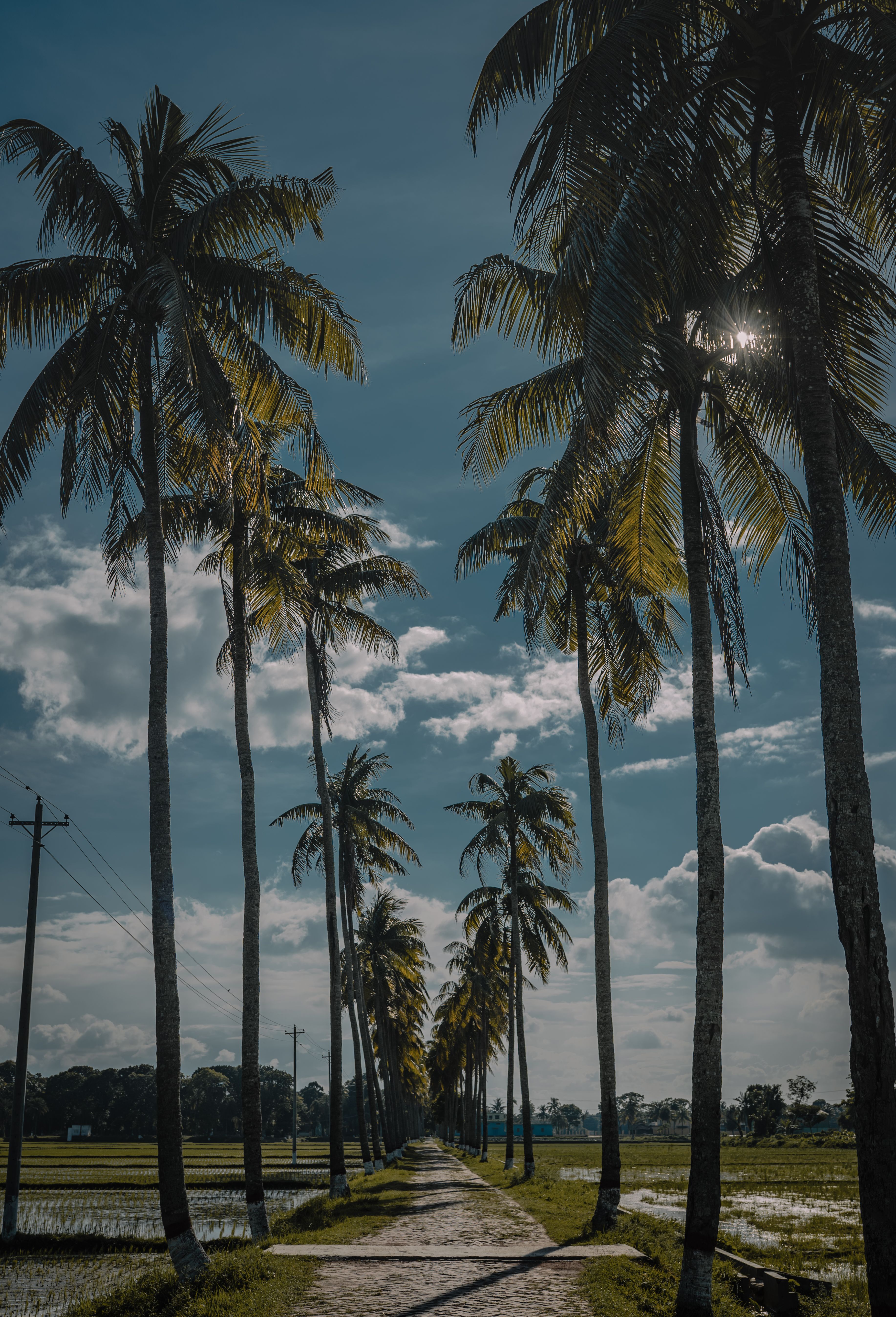 Palm Tree Road in Faridpur, Bangladesh · Free Stock Photo