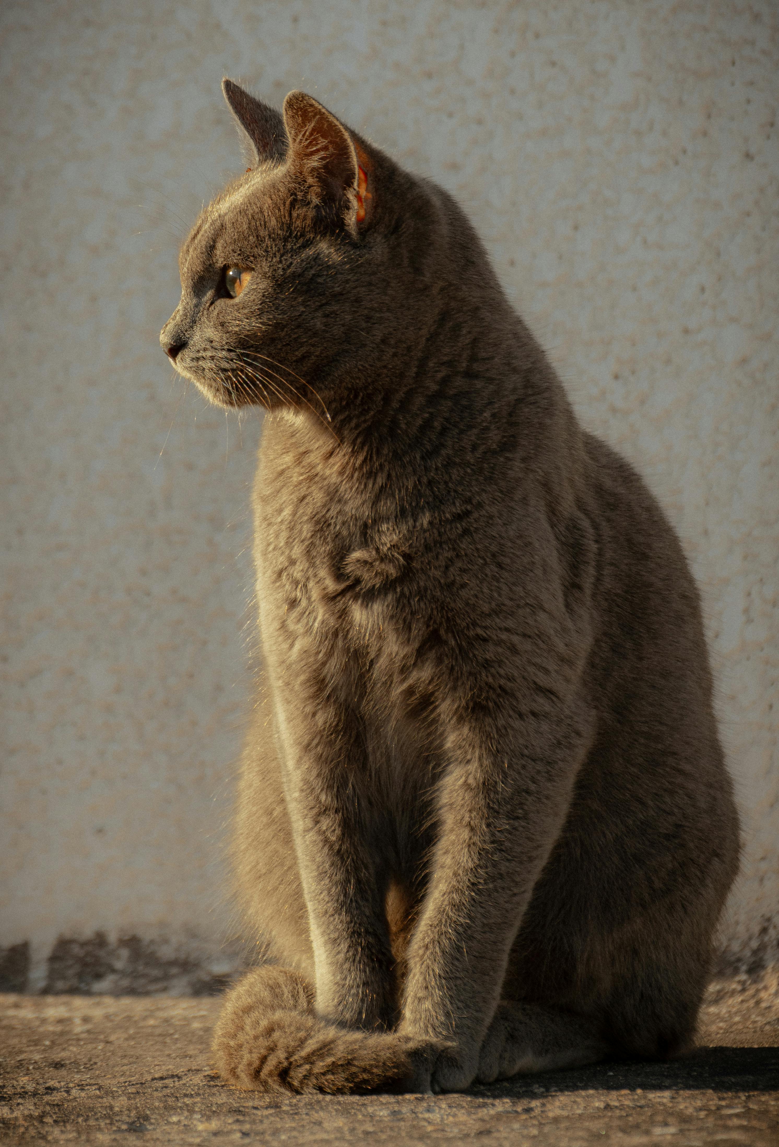 Cat Side Profile Photos, Download The BEST Free Cat Side Profile Stock ...