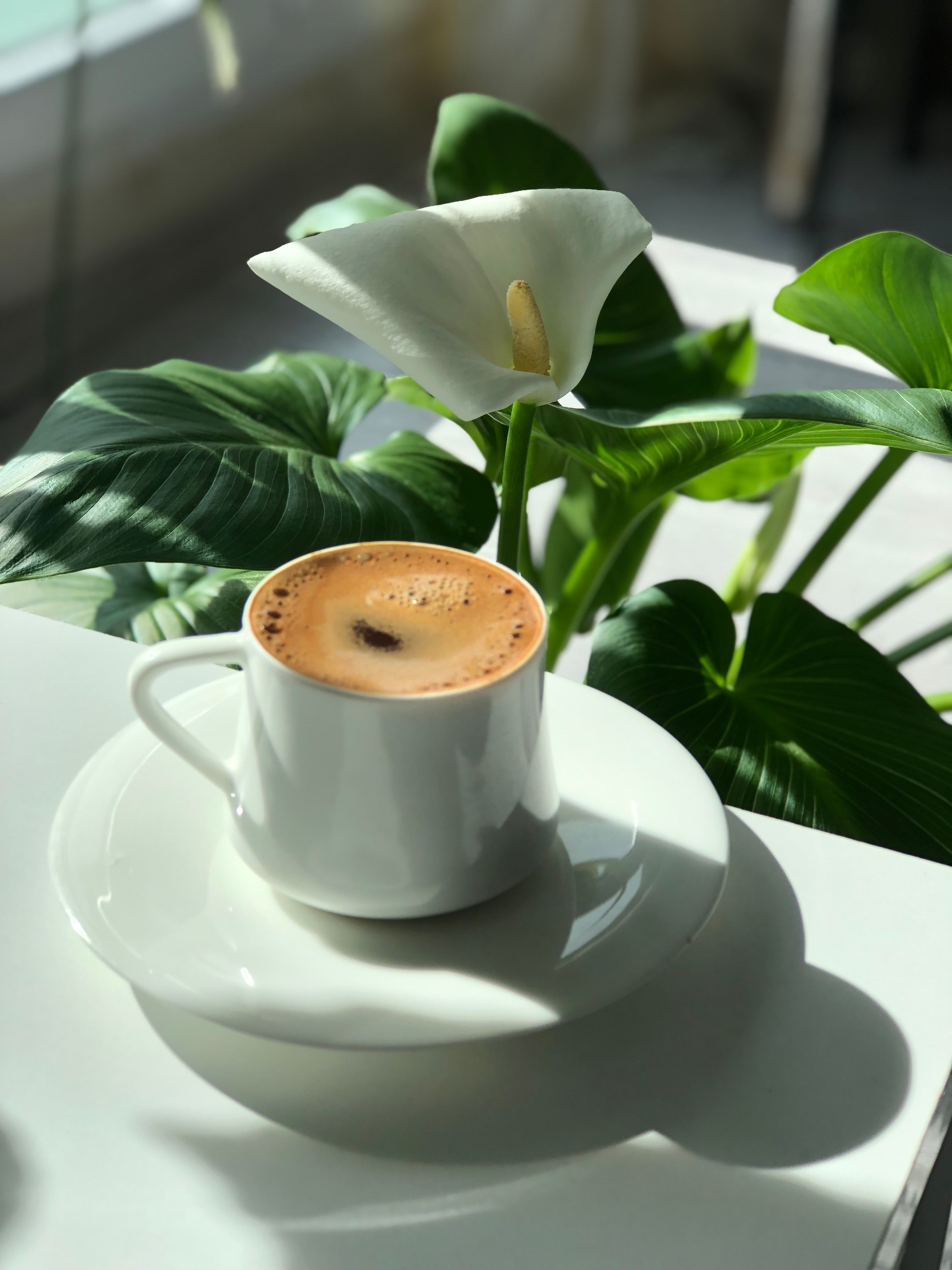 Elegant Coffee Cup with Blooming Calla Lily · Free Stock Photo