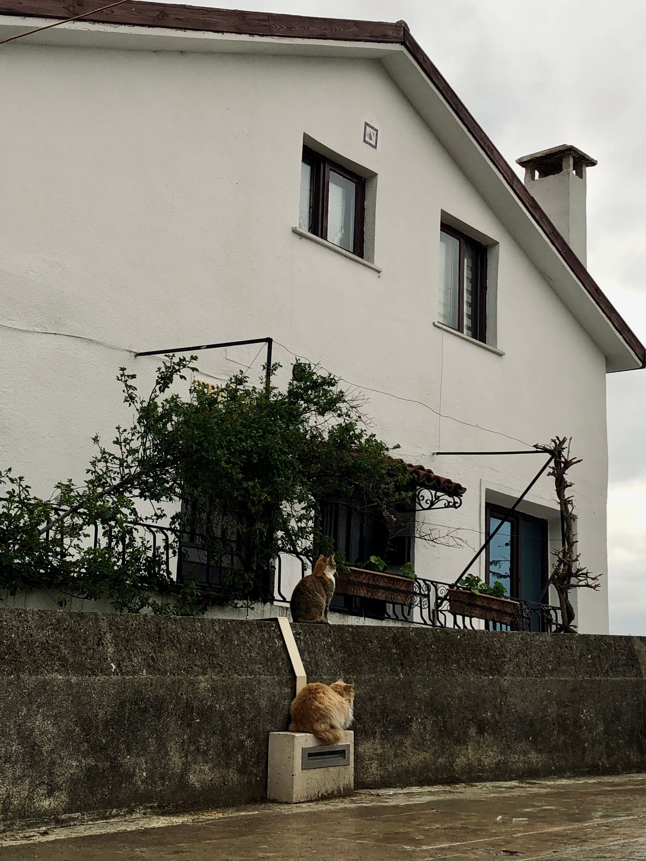 Charming Cats by a Rustic Countryside House · Free Stock Photo