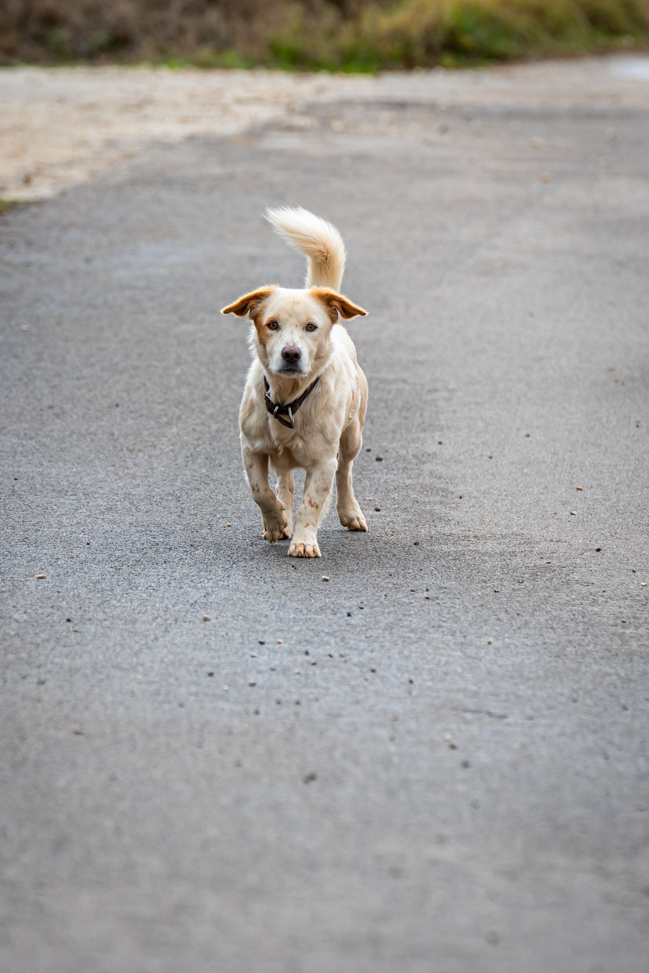 Small Dog Walking Alone on Empty Road · Free Stock Photo