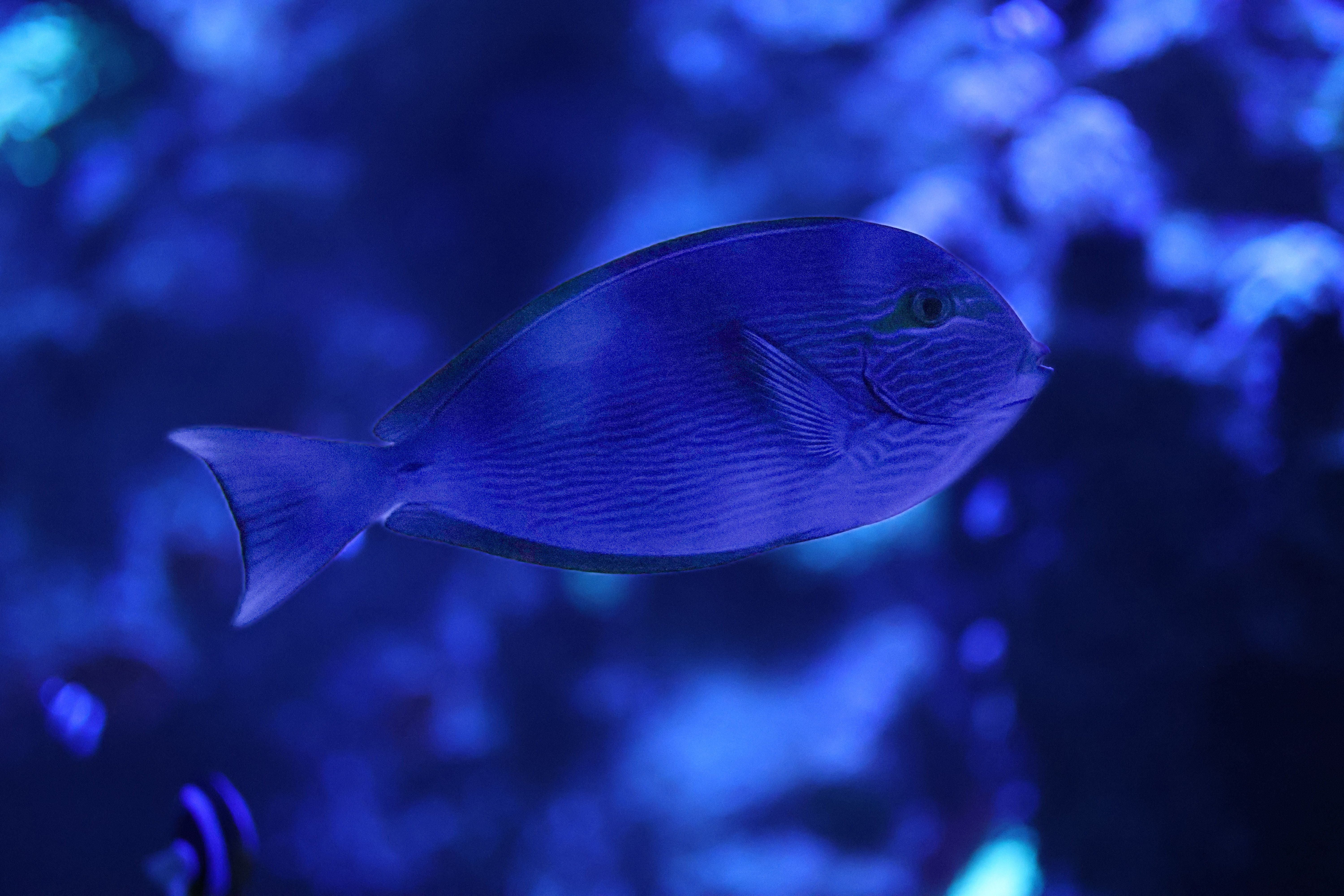 Vibrant Blue Tang Fish in Underwater View · Free Stock Photo