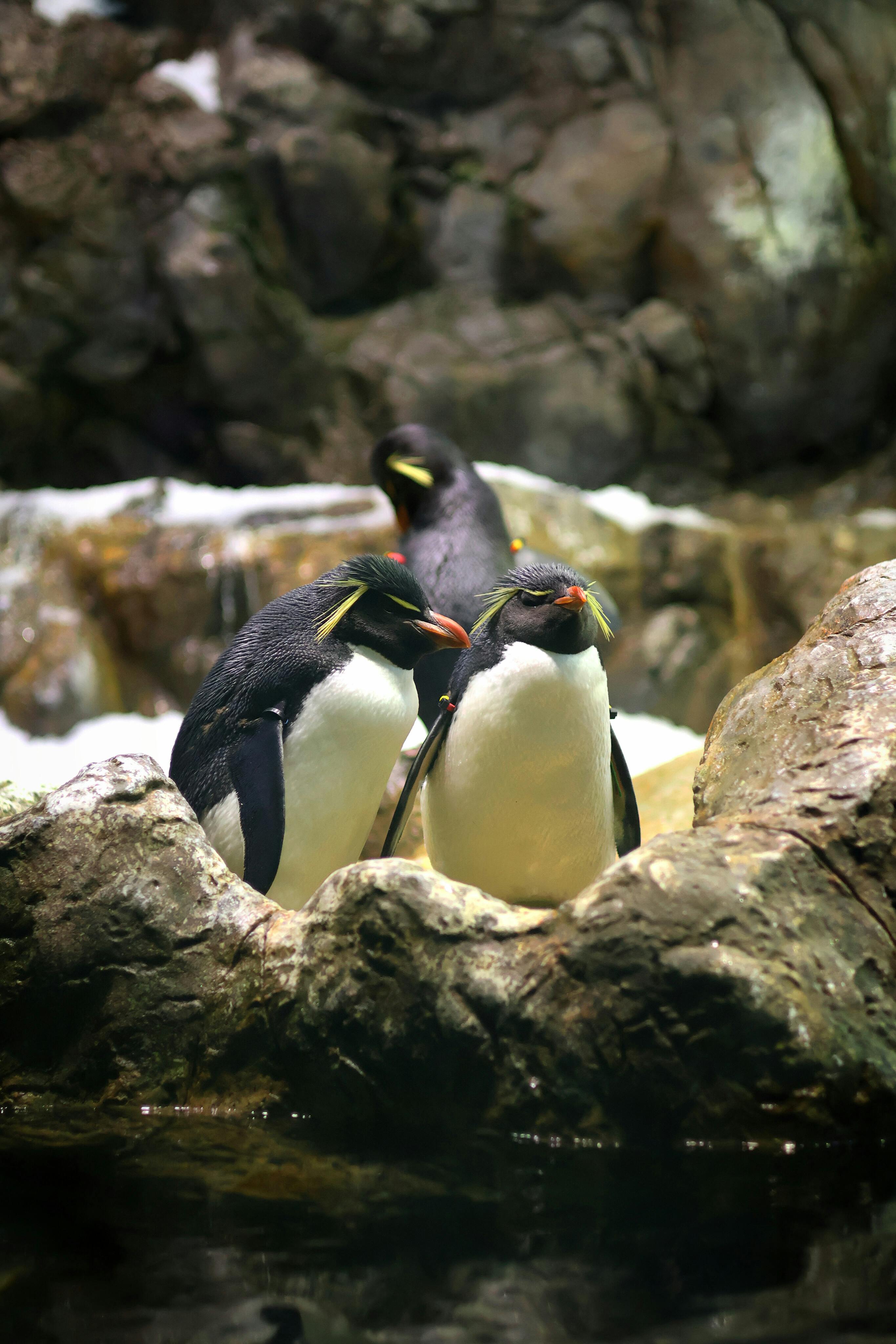 Imagine de stoc gratuită cu alb negru, animale sălbatice, animale ...