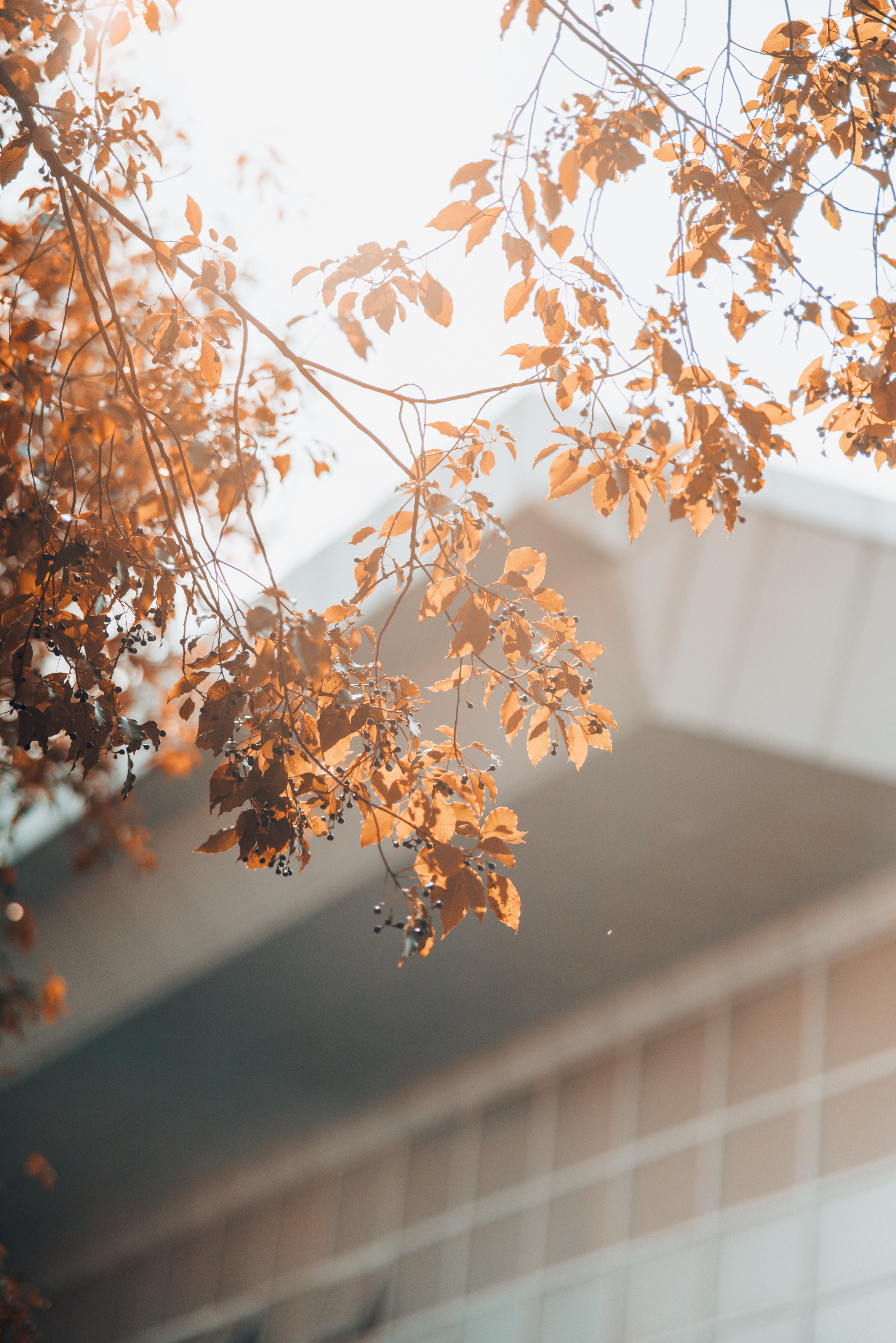 Autumn Leaves Against Modern Building · Free Stock Photo