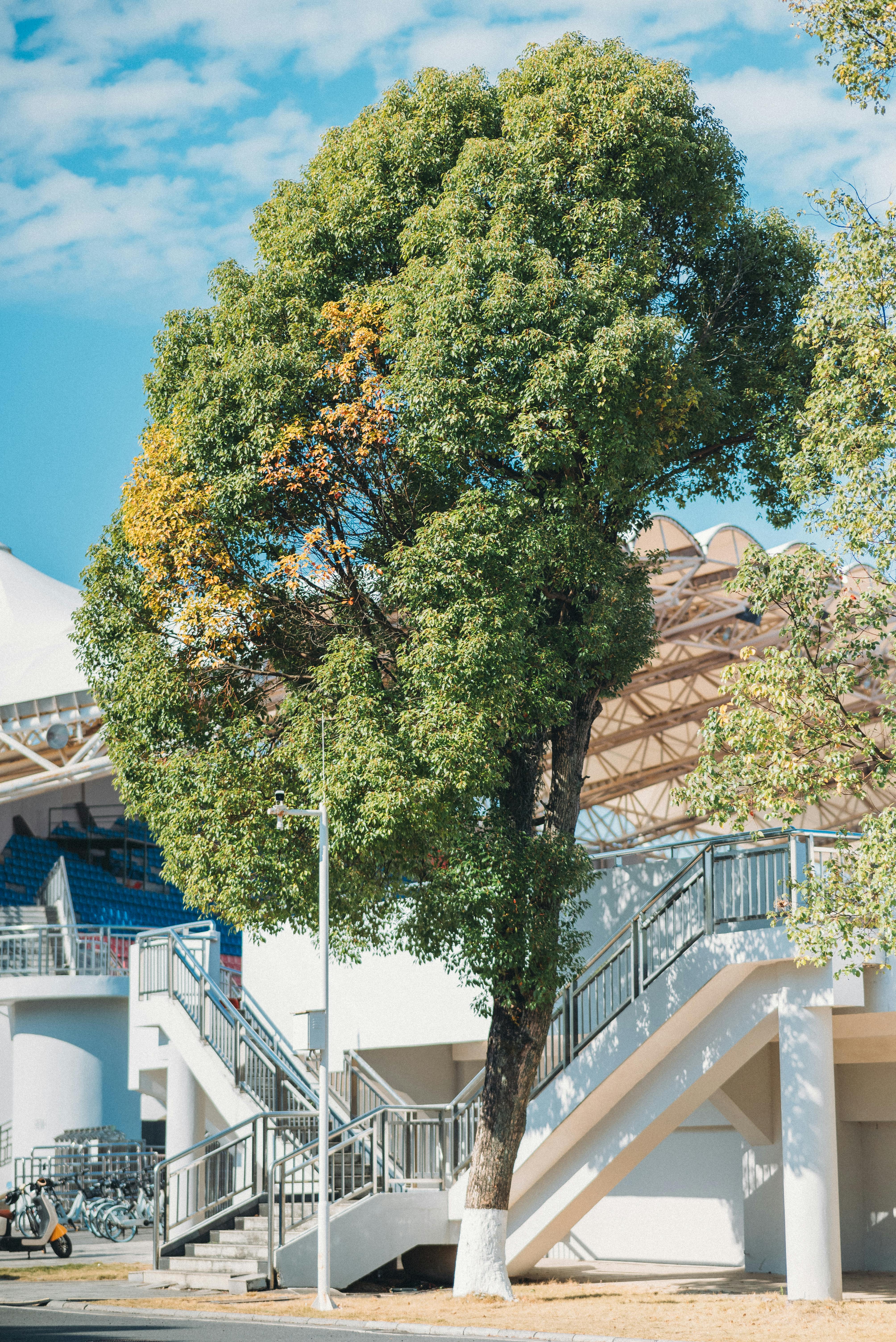 Lush Green Tree in Urban Setting with Blue Sky · Free Stock Photo