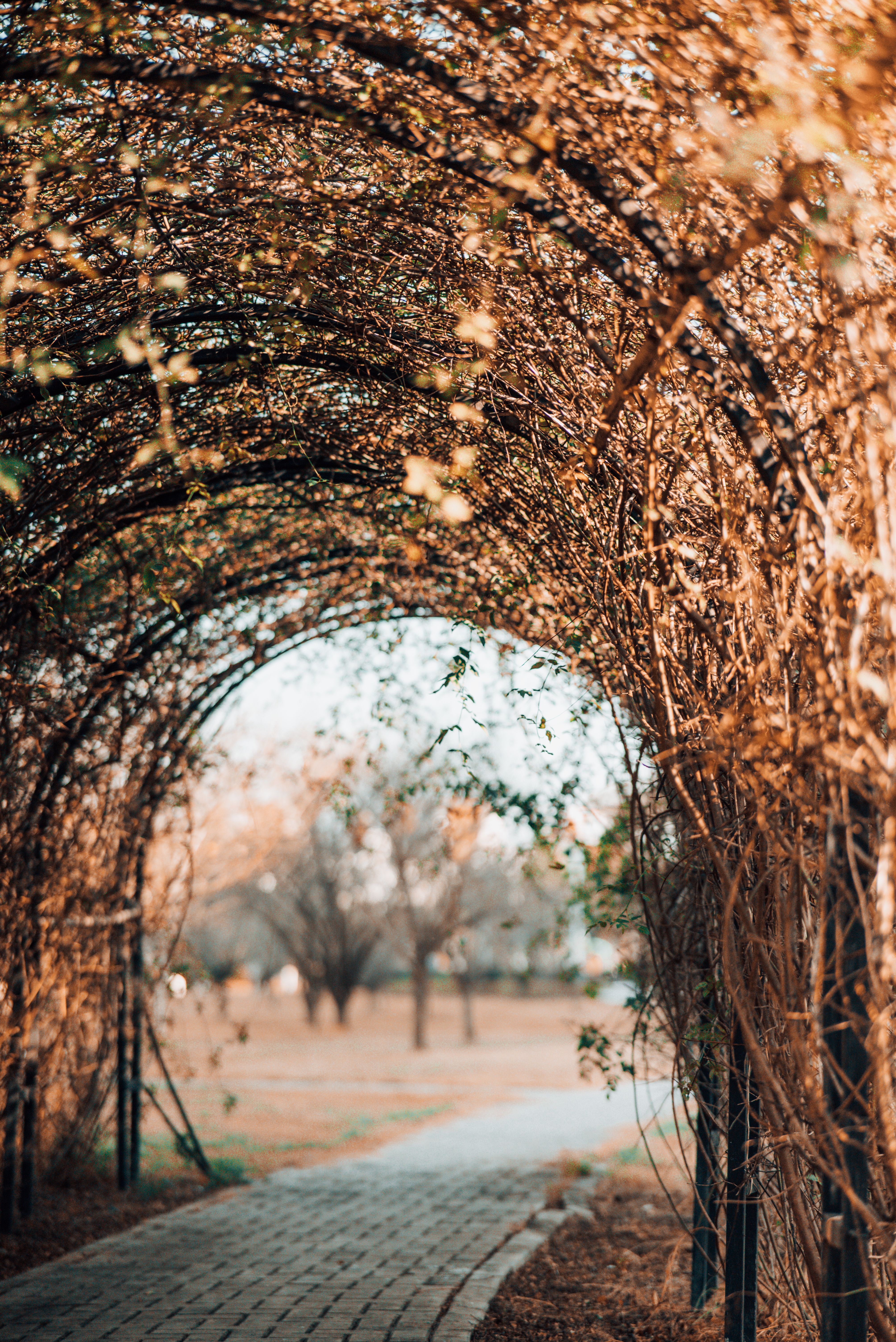 Serene Autumn Archway in a Peaceful Park · Free Stock Photo