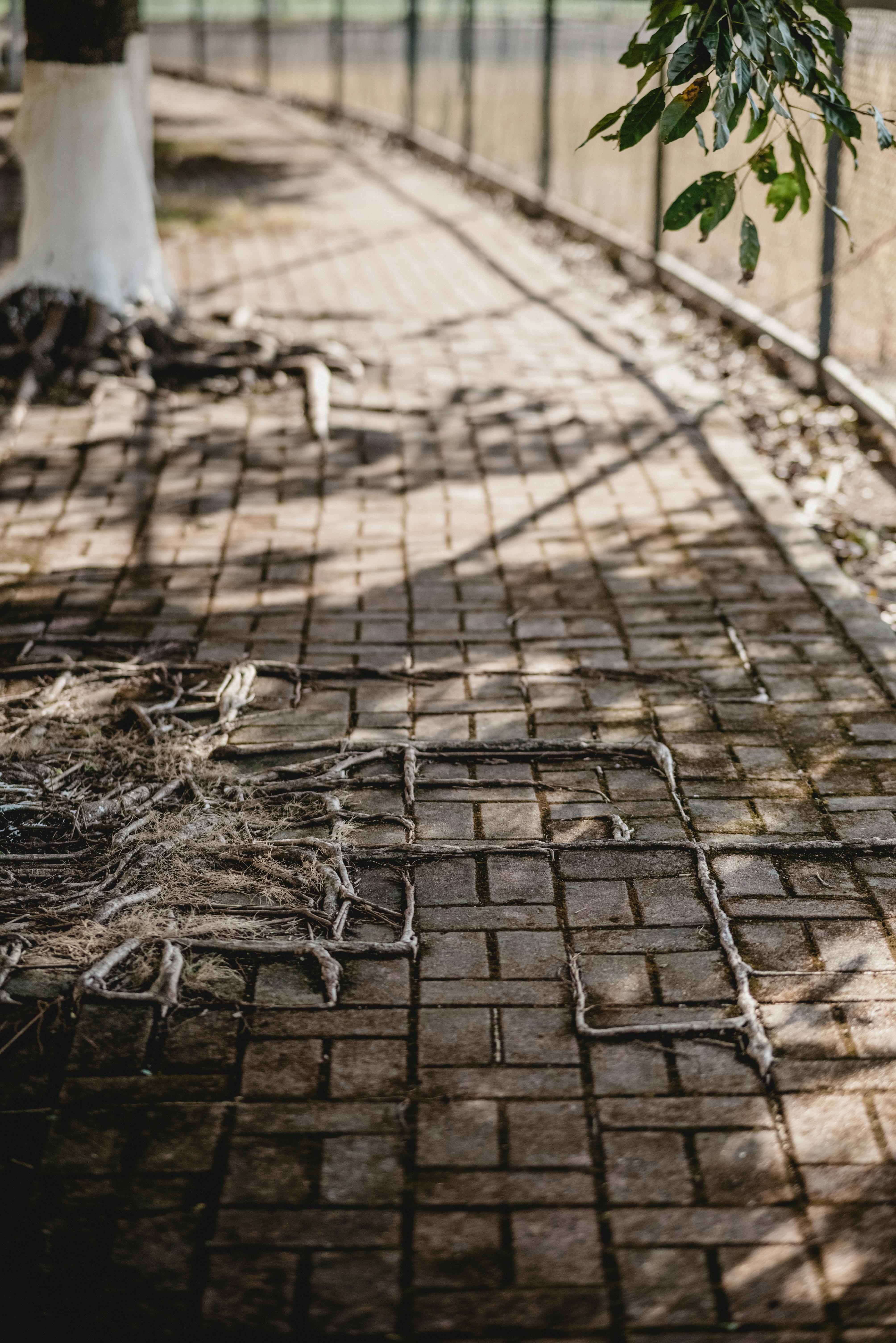 Sunlit Brick Pathway with Tree Shadows · Free Stock Photo