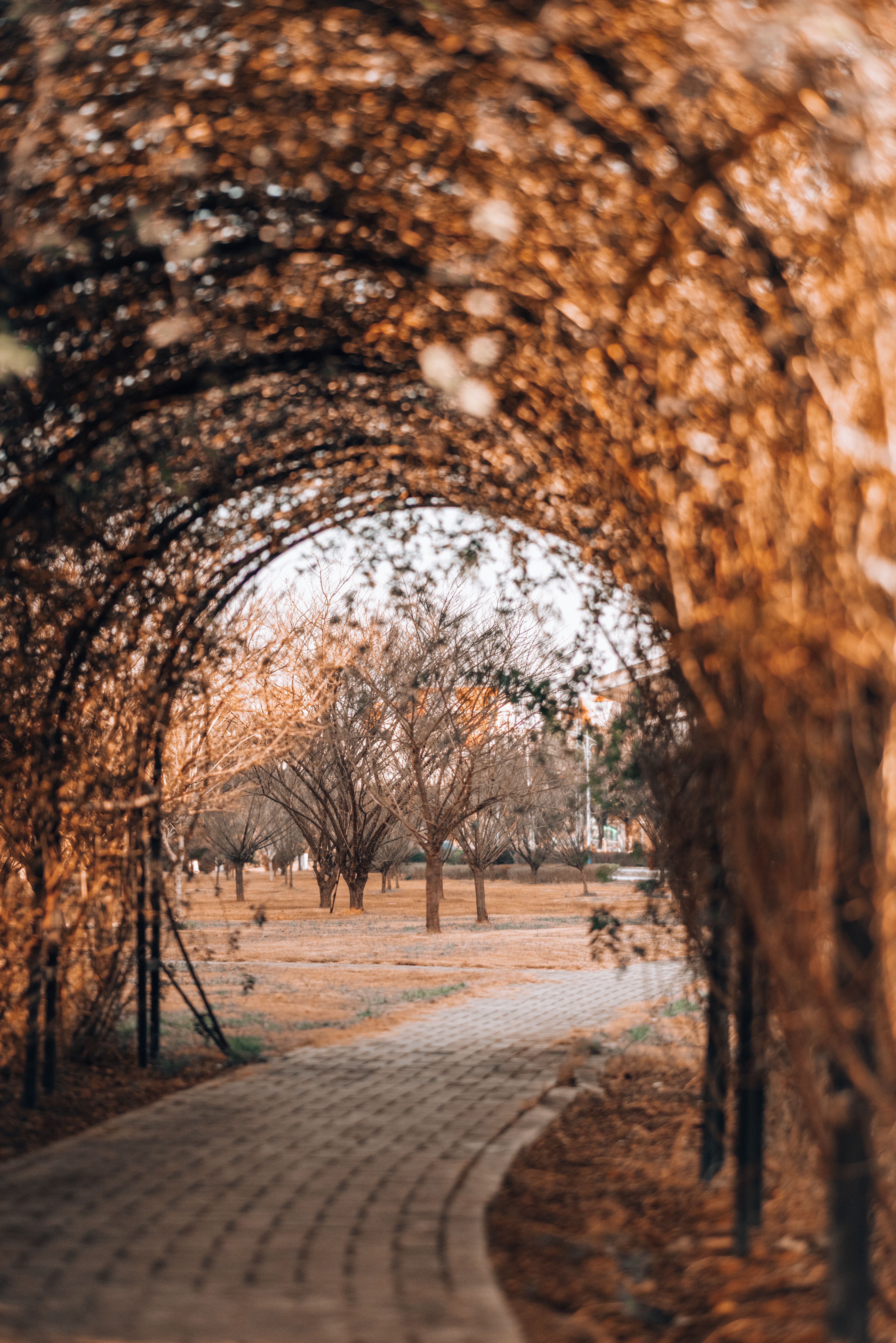 Autumn Pathway through Leafy Tunnel · Free Stock Photo