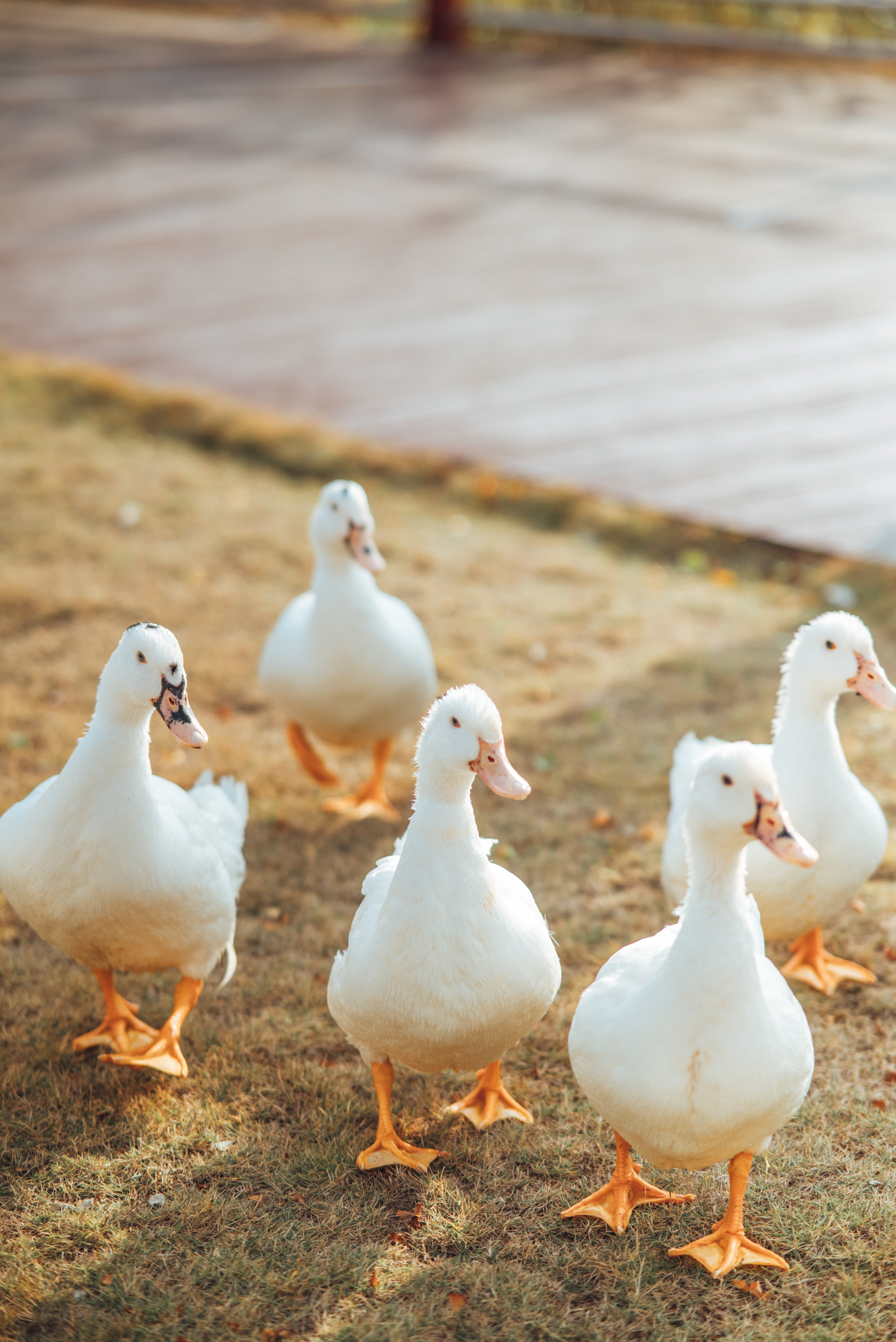 Group of White Ducks Walking on Grass Outdoors · Free Stock Photo