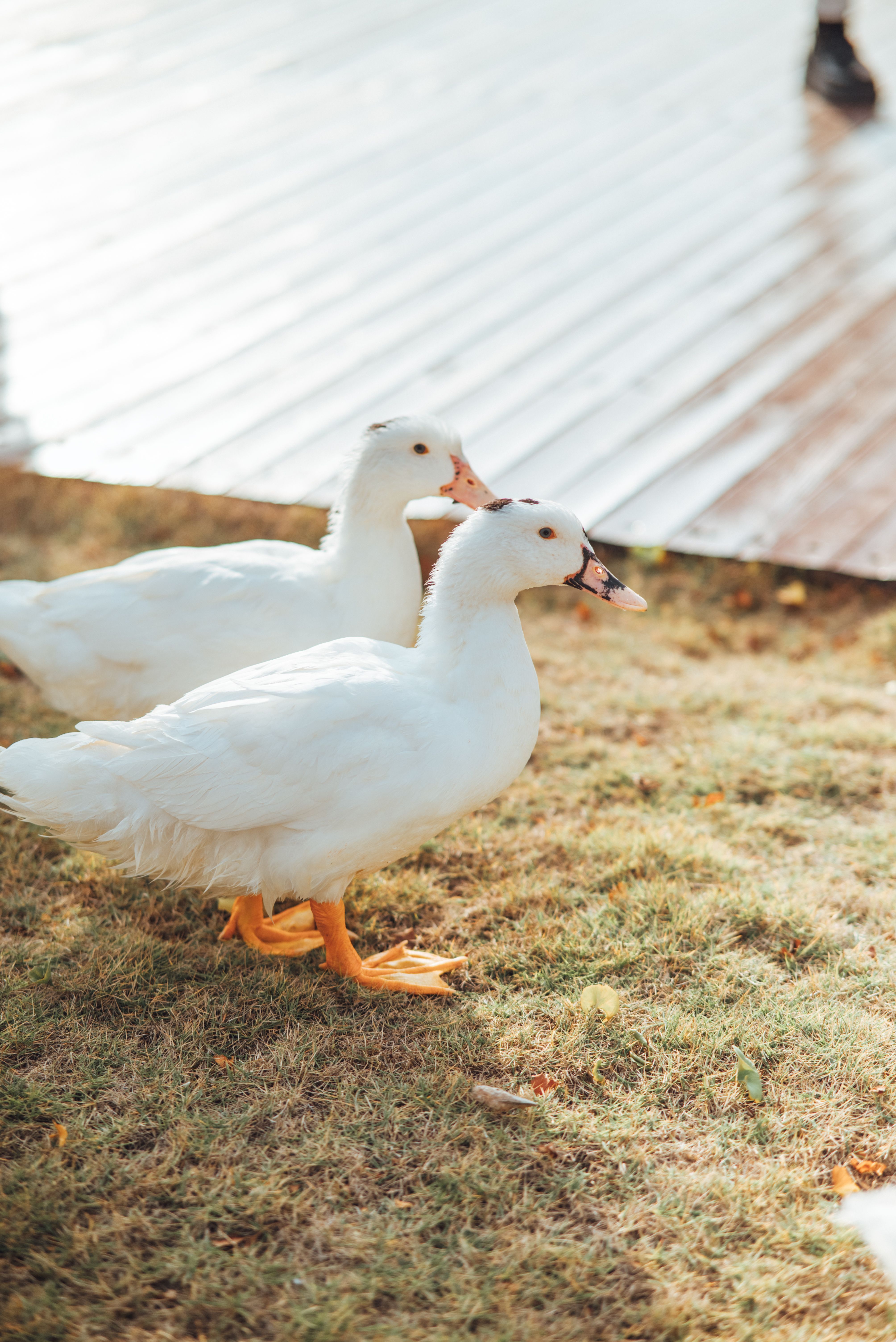 Two White Ducks on Green Grass Field · Free Stock Photo