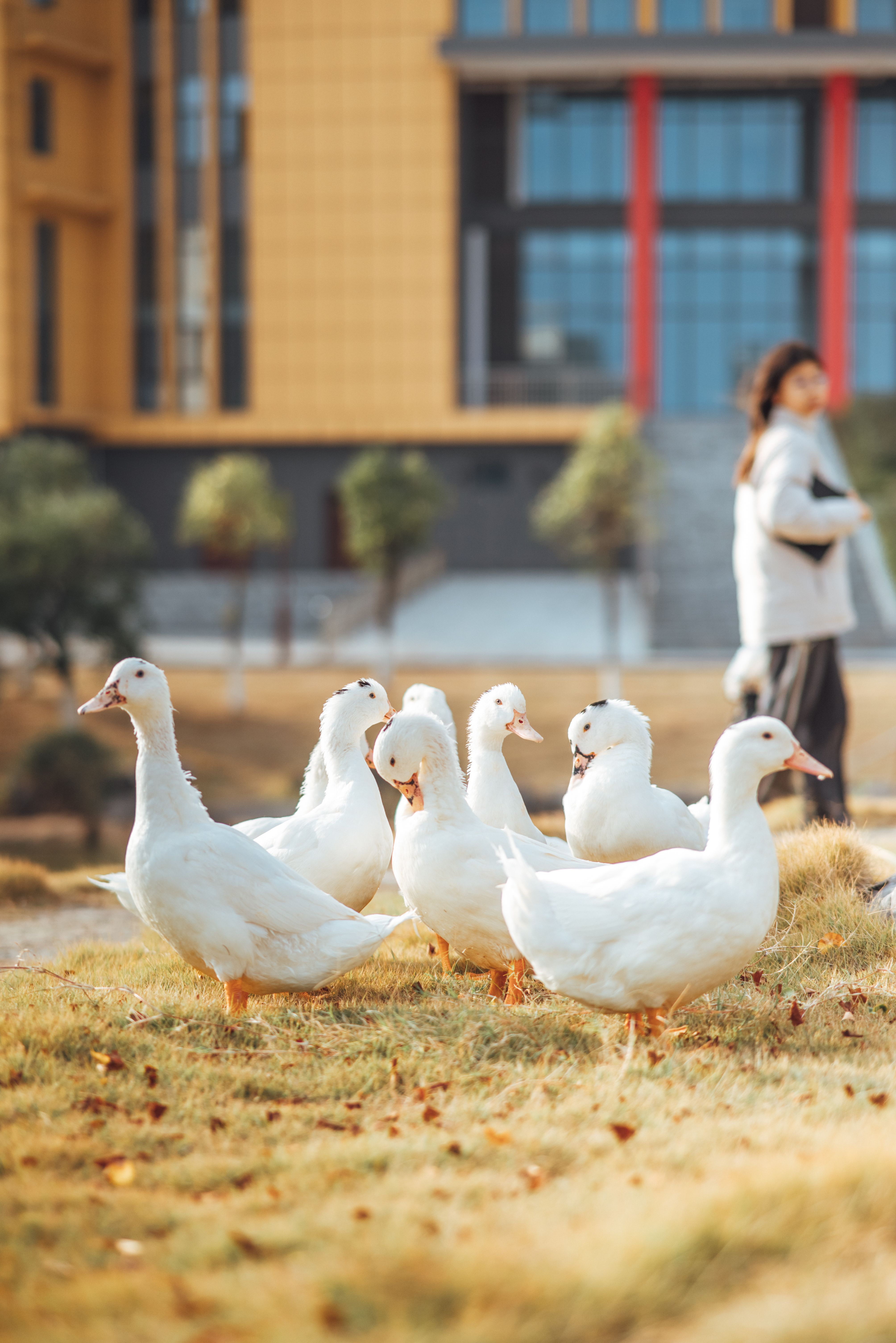 Flock of White Ducks Strolling in Urban Park · Free Stock Photo