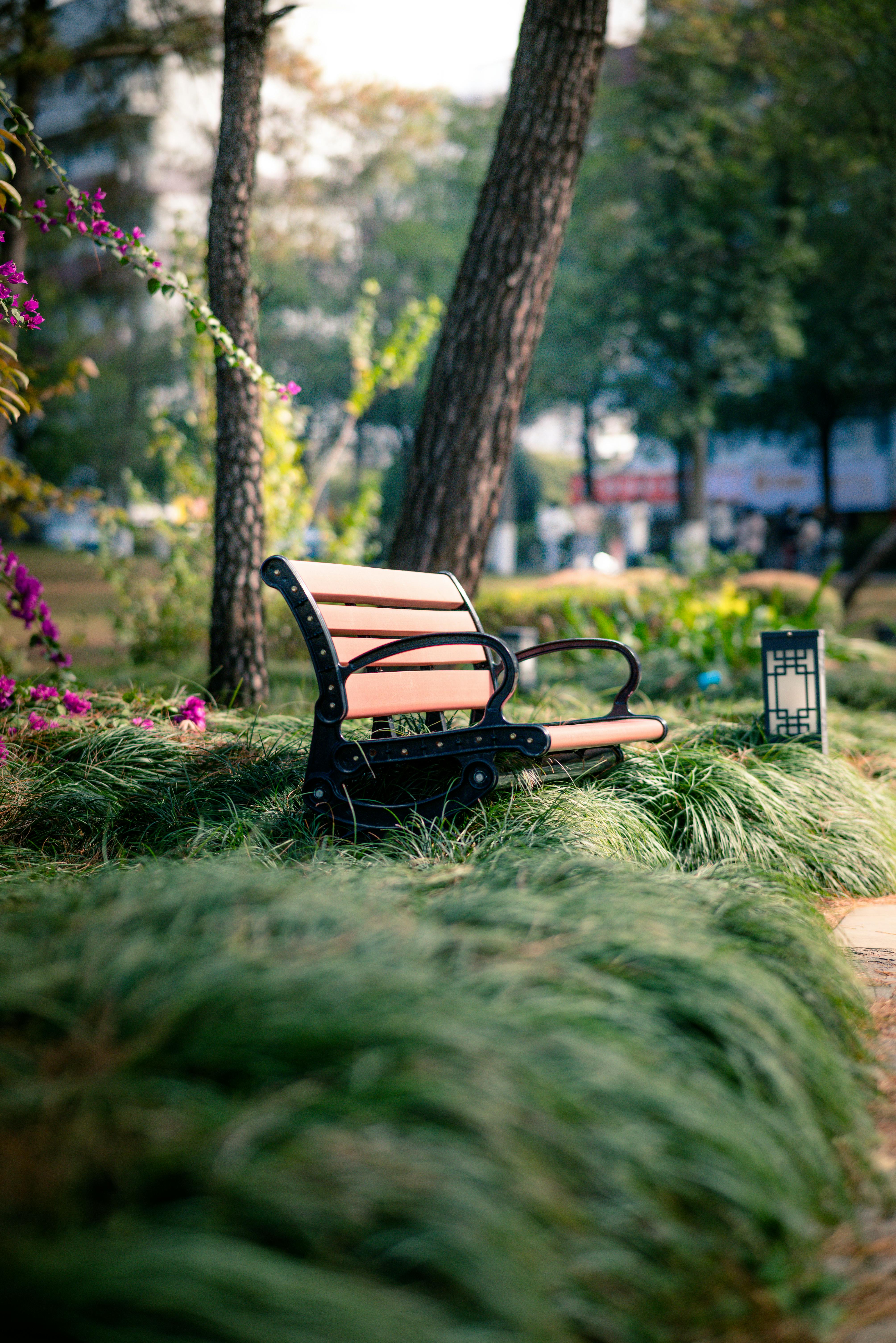 Peaceful Park Bench Surrounded by Lush Greenery · Free Stock Photo