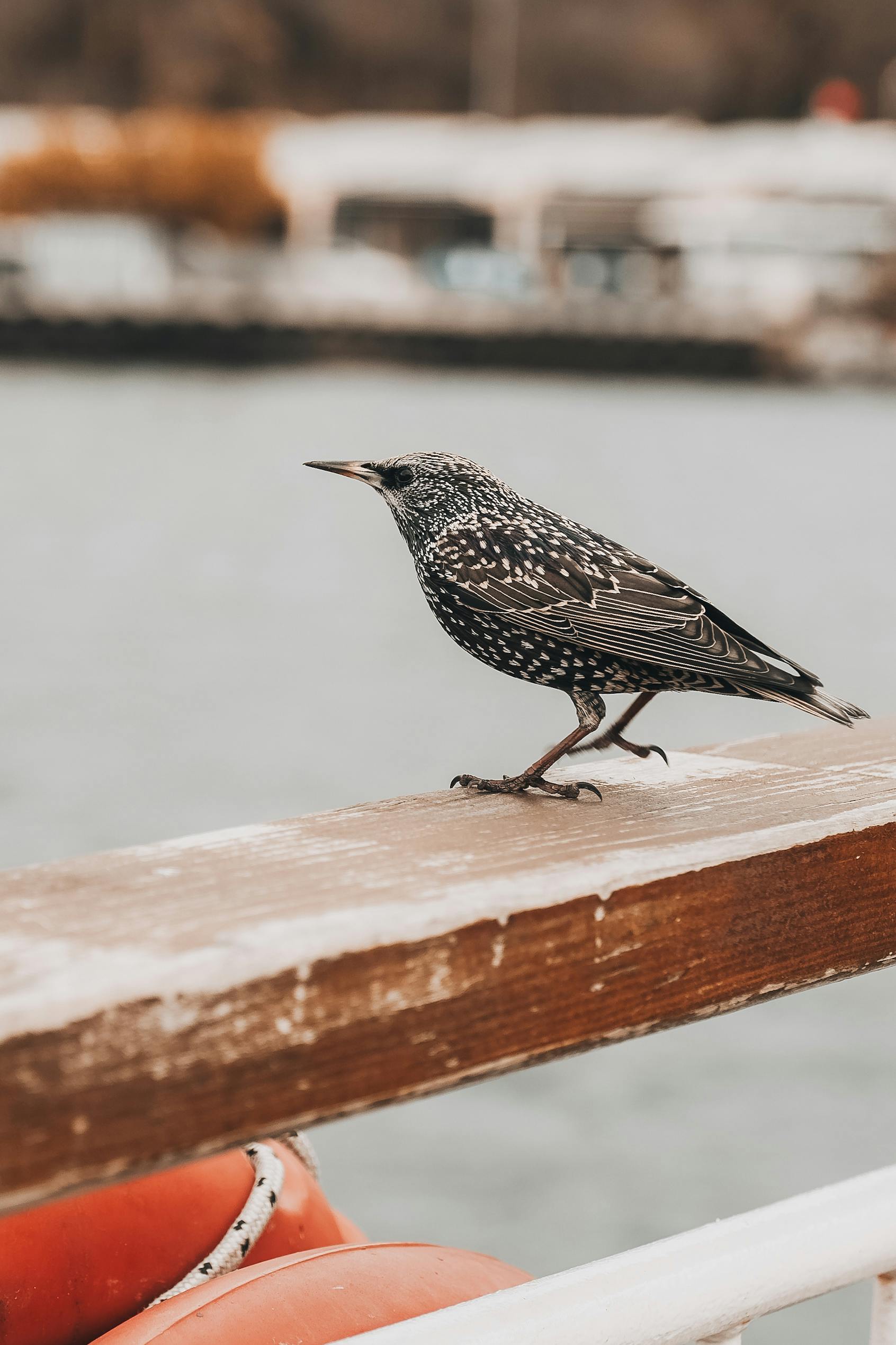 European Starling on a Wooden Rail by the Waterfront · Free Stock Photo
