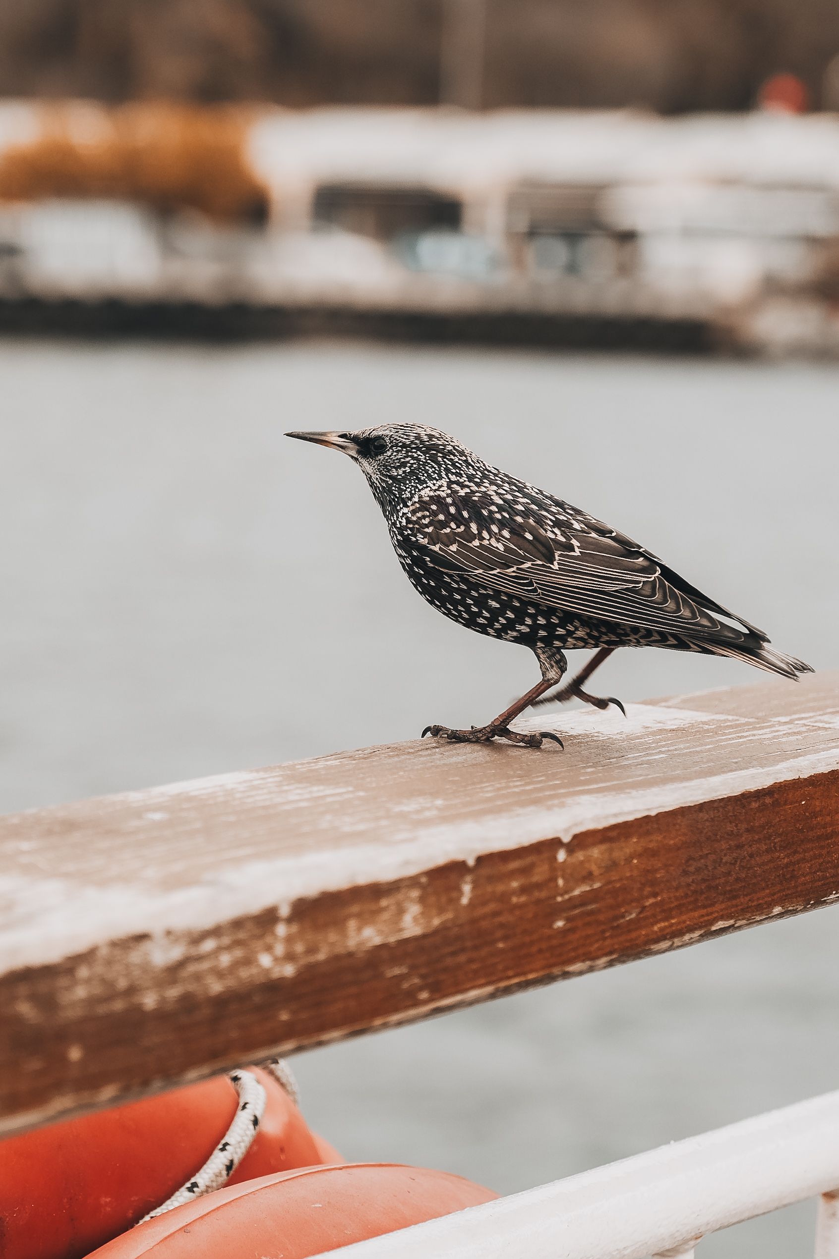 European Starling on a Wooden Rail by the Waterfront · Free Stock Photo