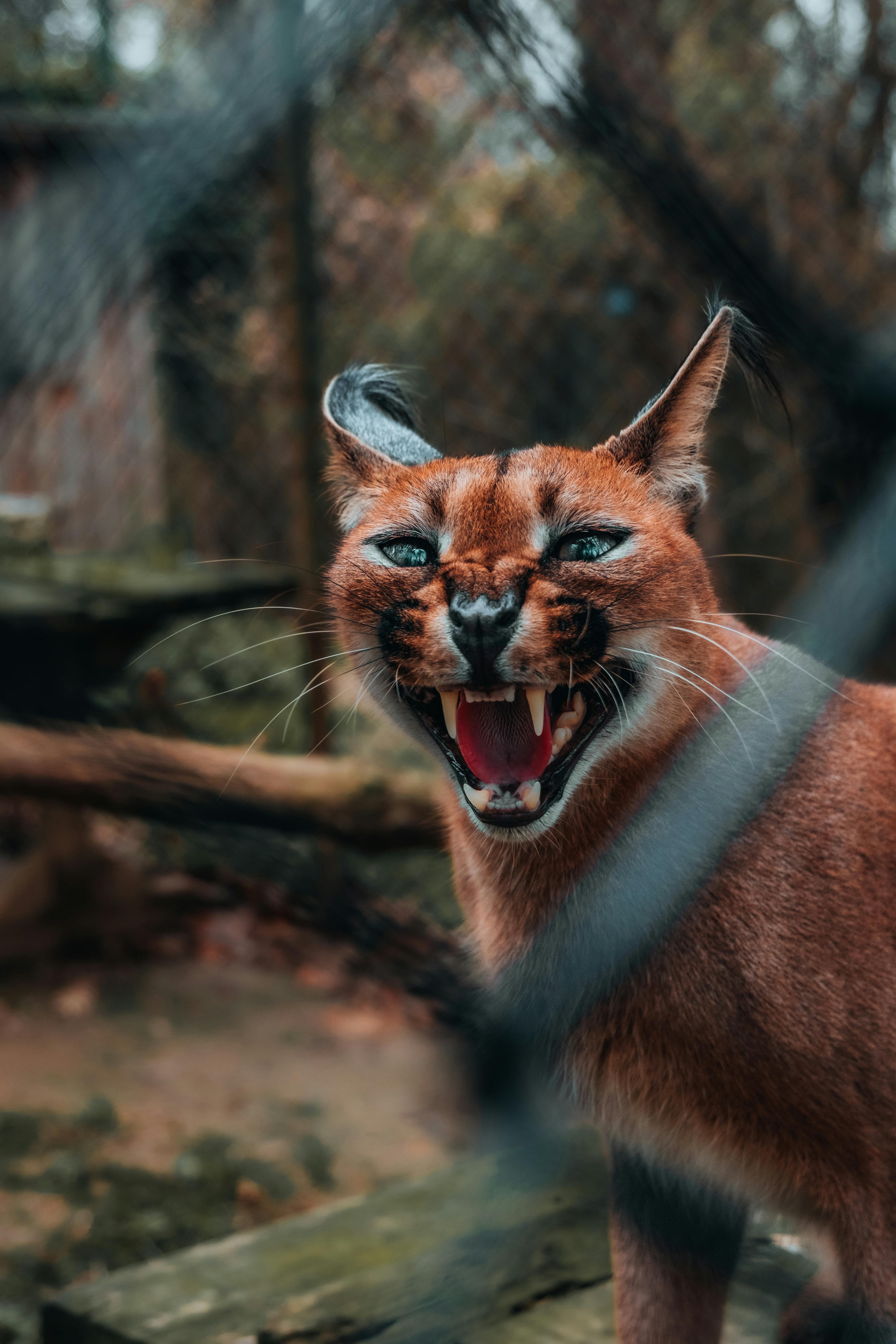 Close-Up Shot of a Caracal · Free Stock Photo
