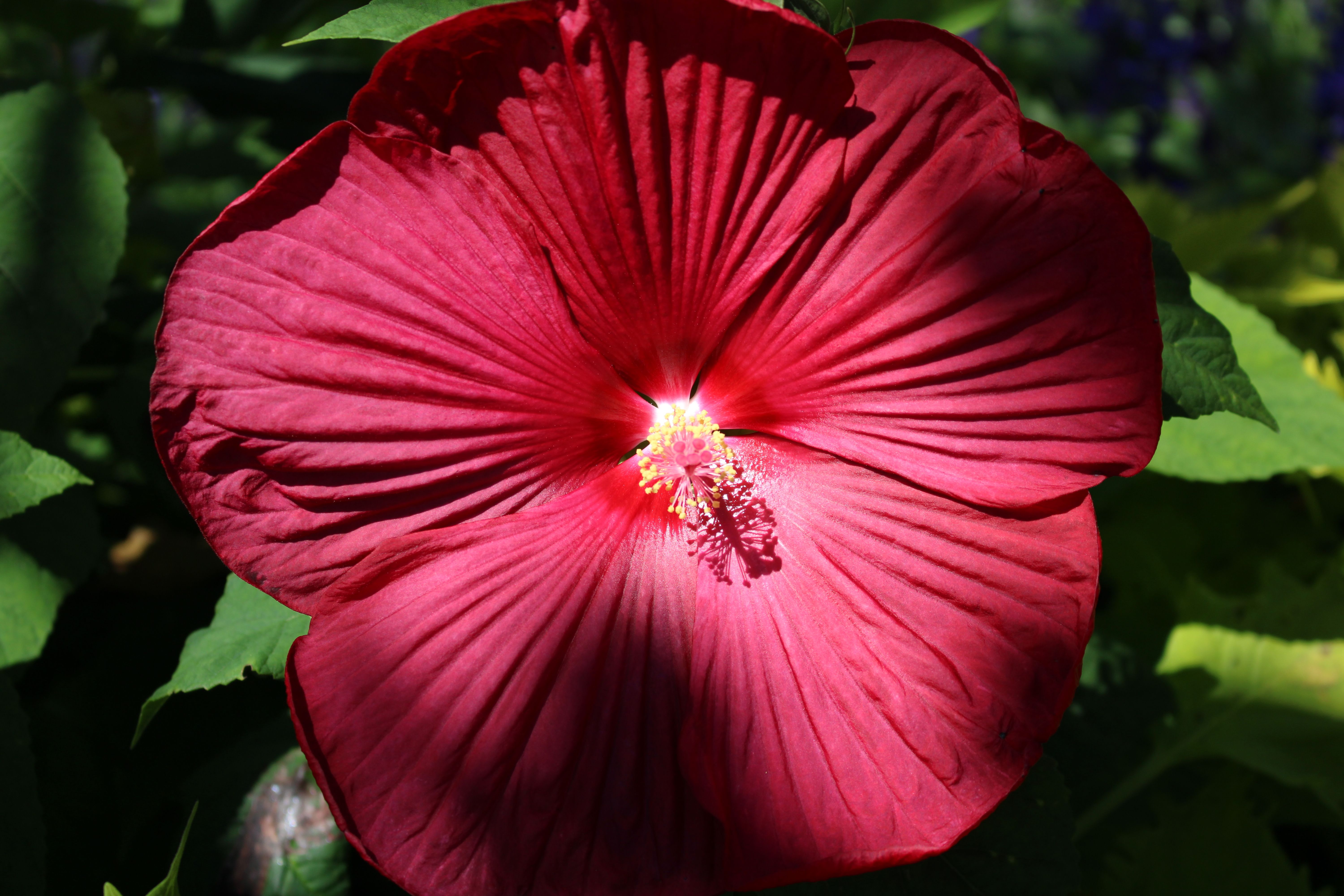 Close-Up Photo Of Hibiscus Flower · Free Stock Photo