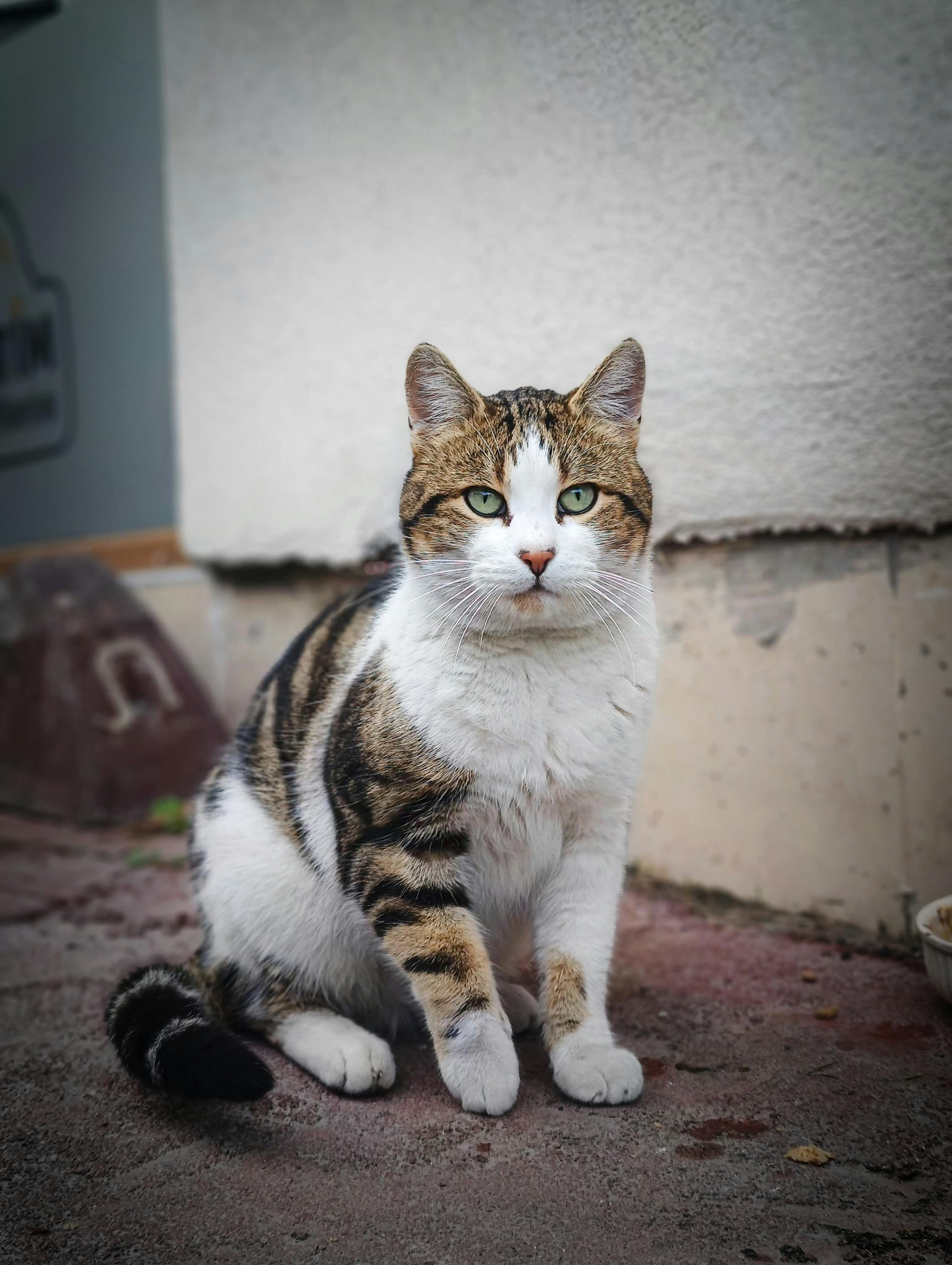 Charming Tabby Cat in Outdoor Setting · Free Stock Photo