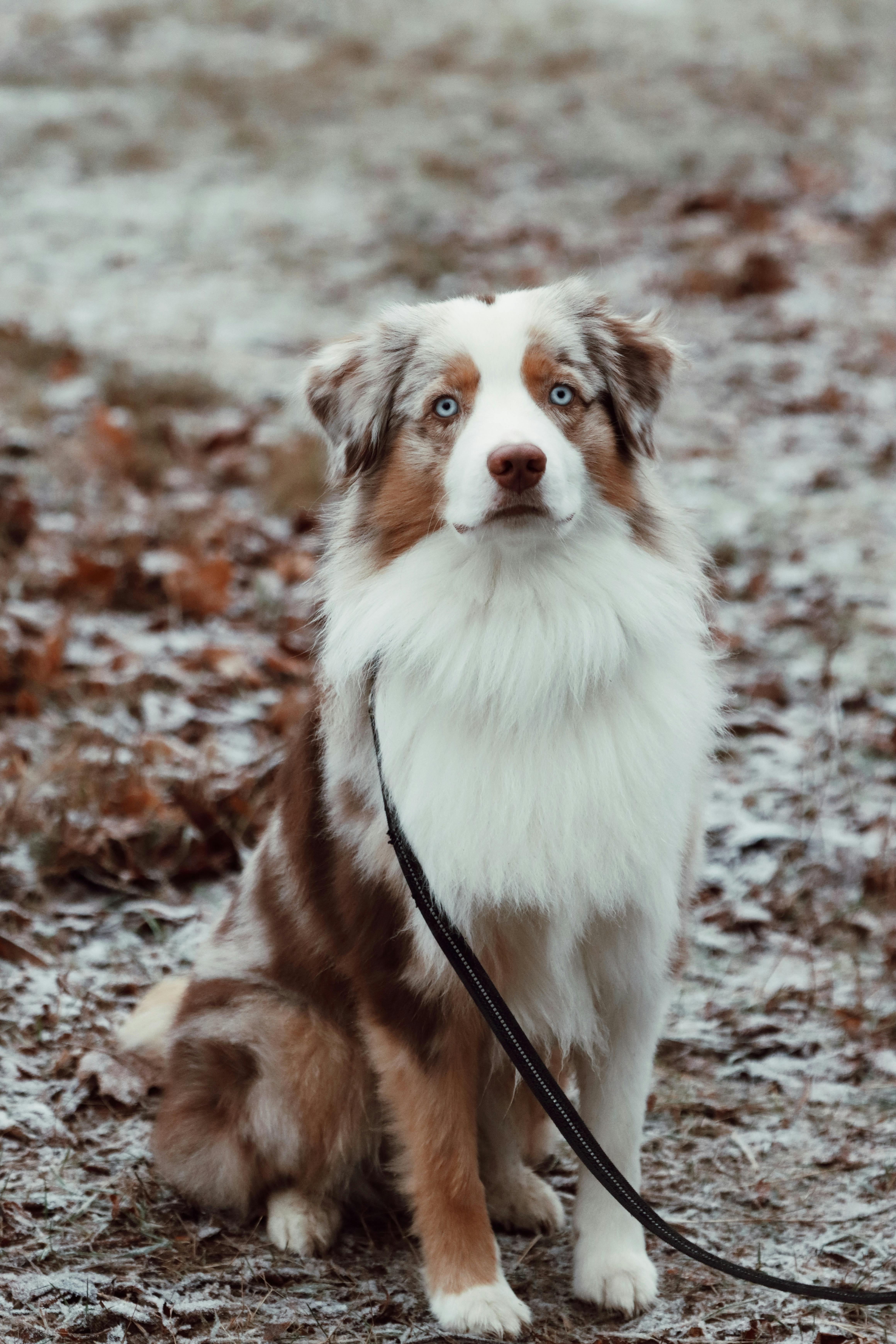 Charming Australian Shepherd in Winter Setting · Free Stock Photo