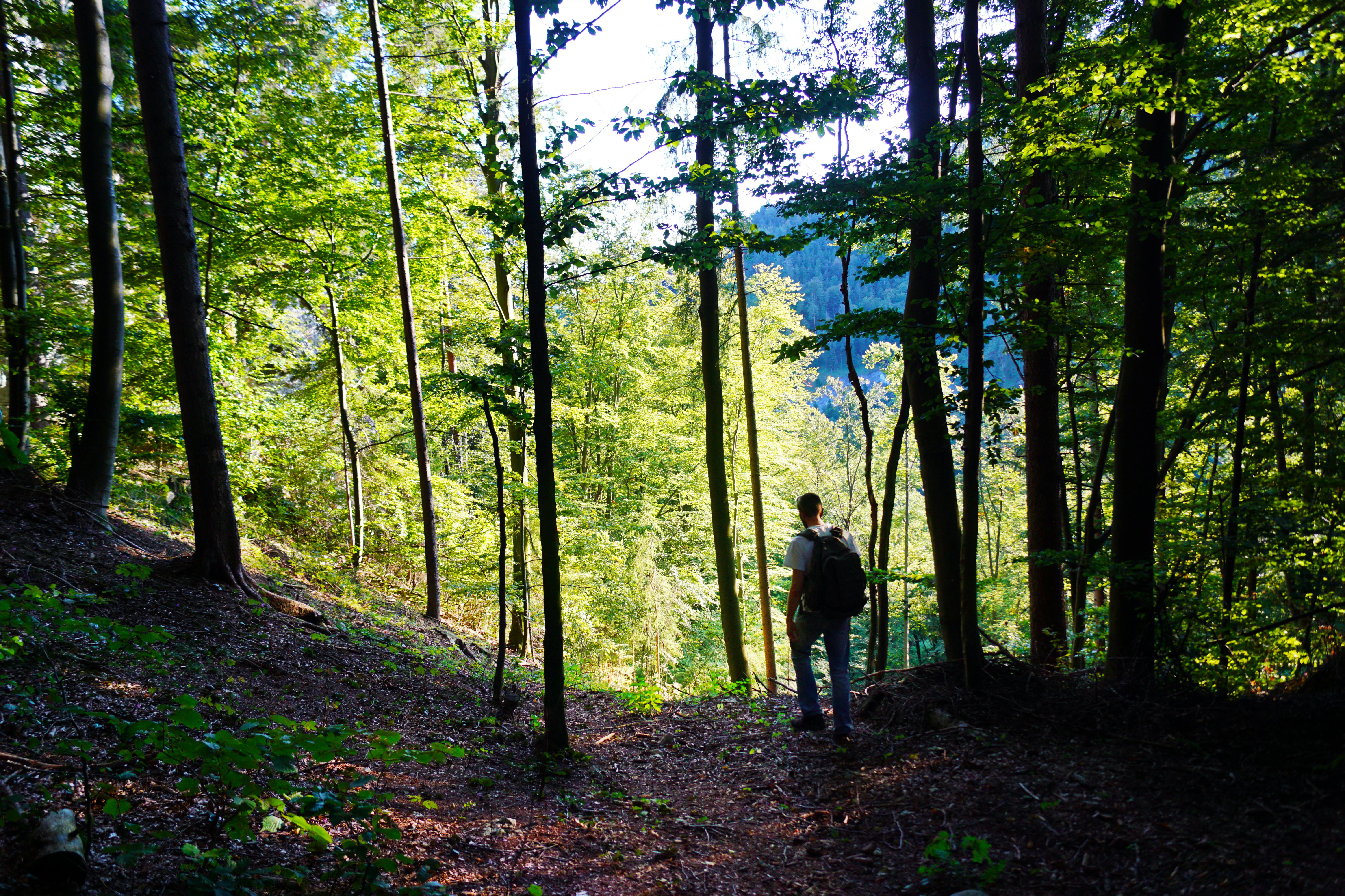 Free stock photo of adventure, explorer, forest