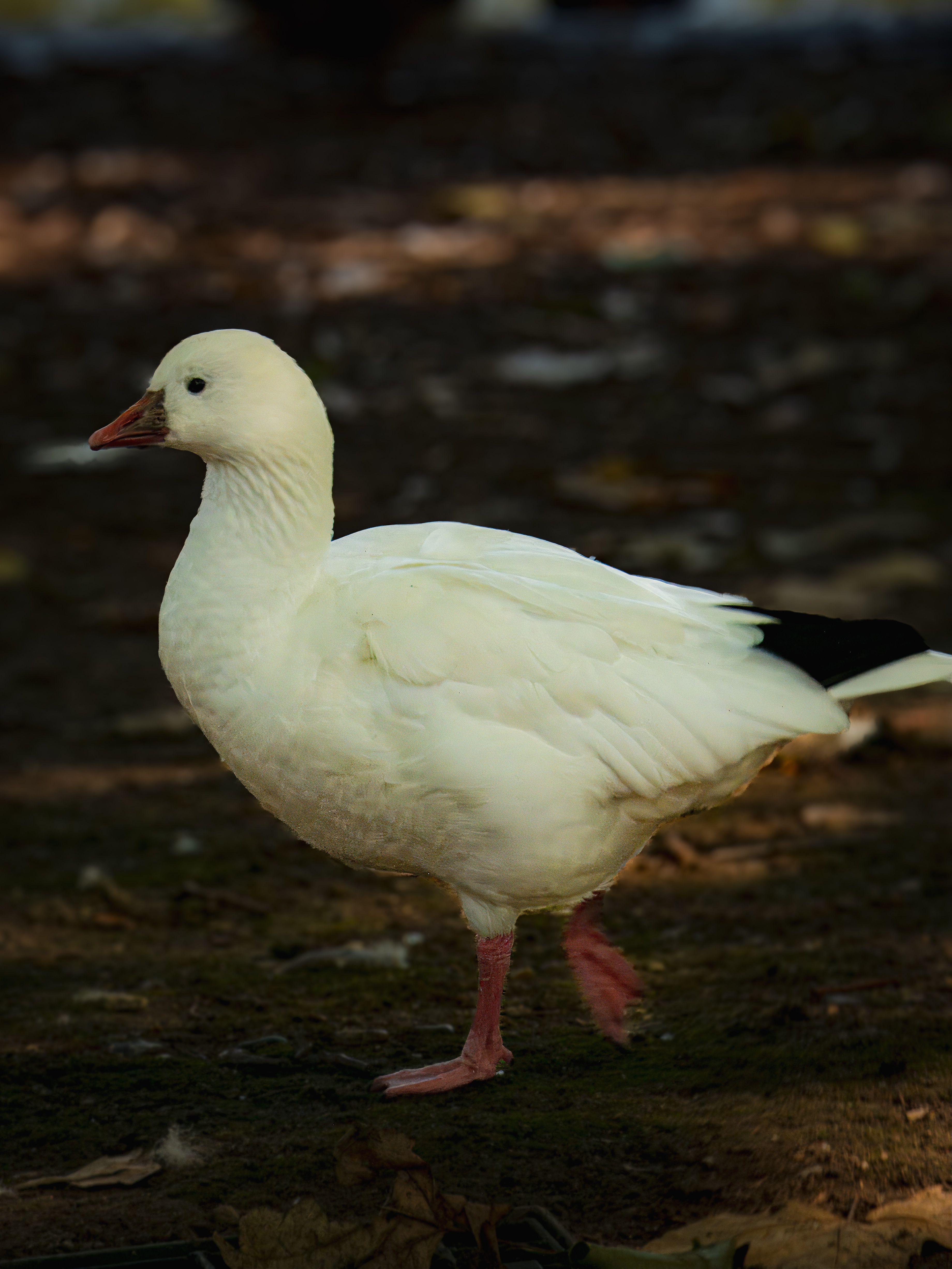 Close-up of a Snow Goose Walking Outdoors · Free Stock Photo