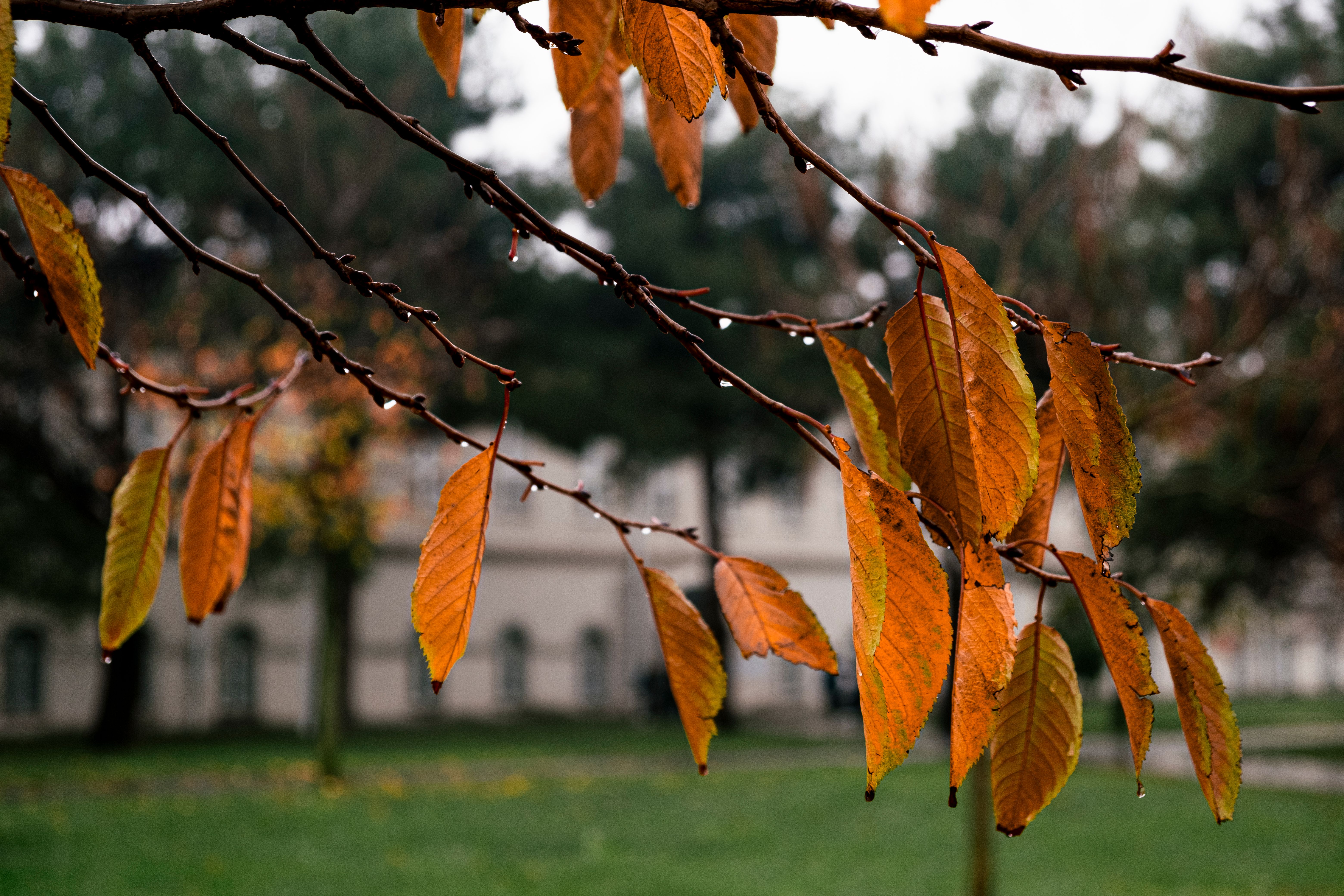 Autumn Leaves with Dew on Tree Branch · Free Stock Photo