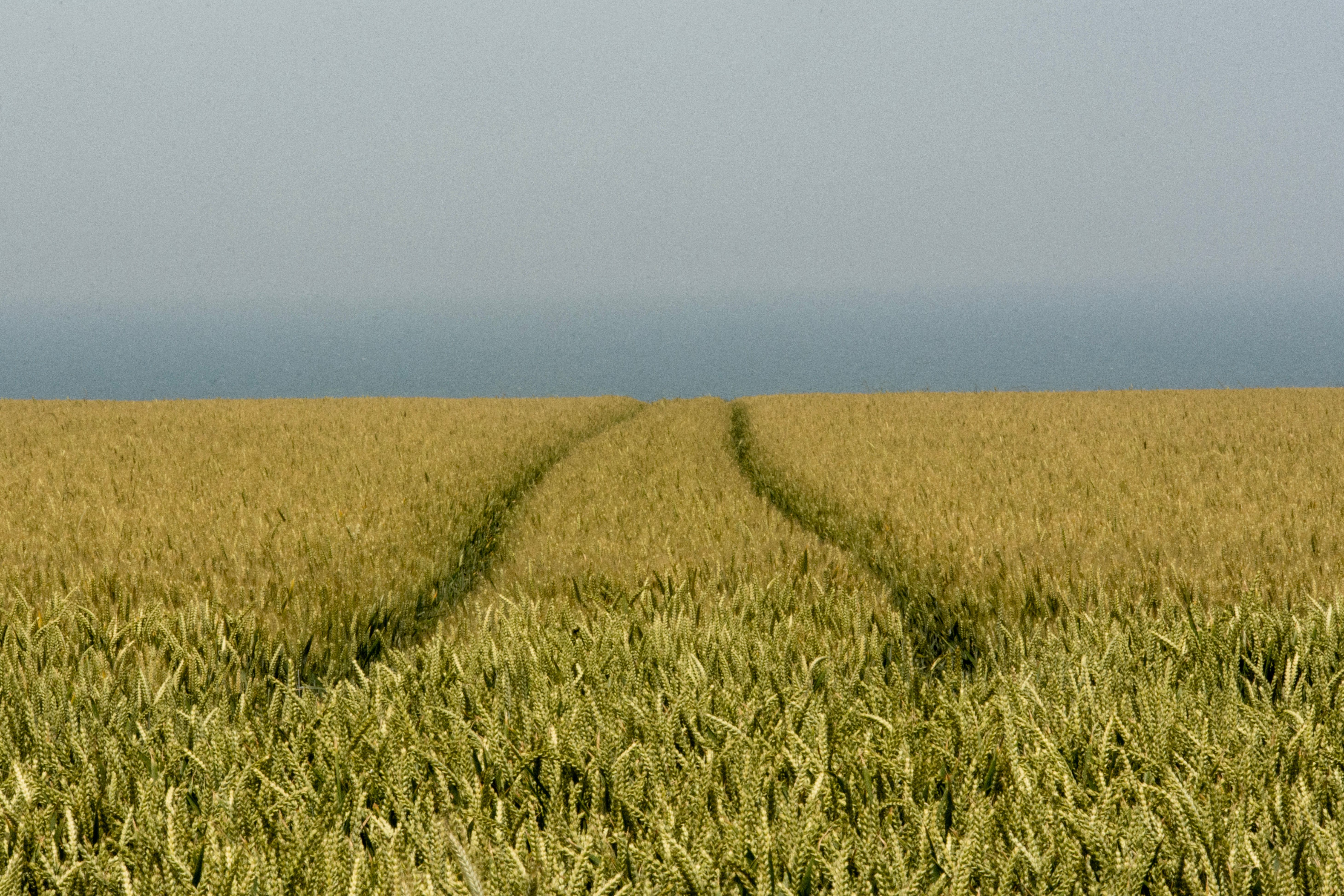 Sunset & field of grain · Free Stock Photo