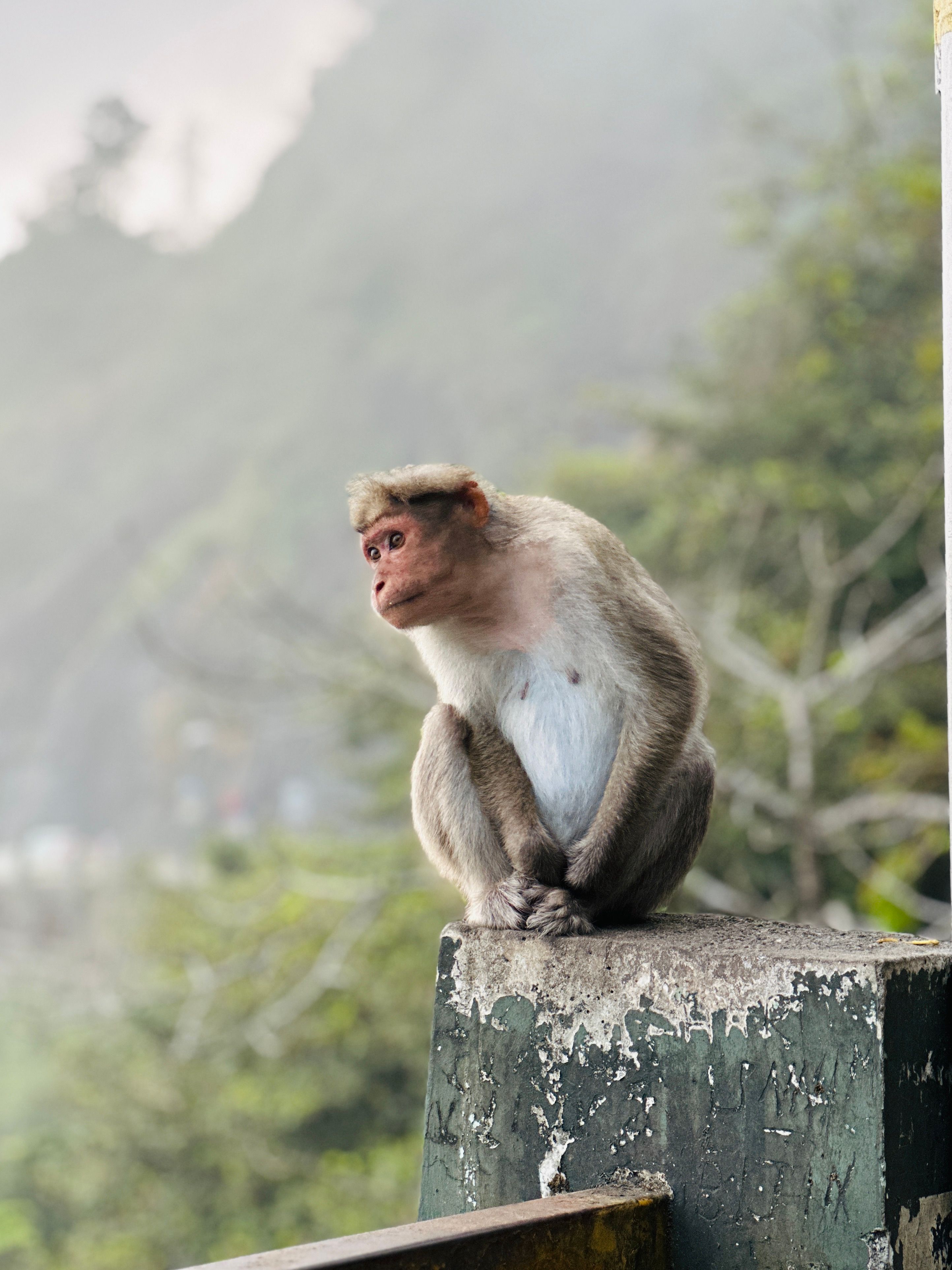 Macaque Monkey Perched on Concrete with Scenic View · Free Stock Photo