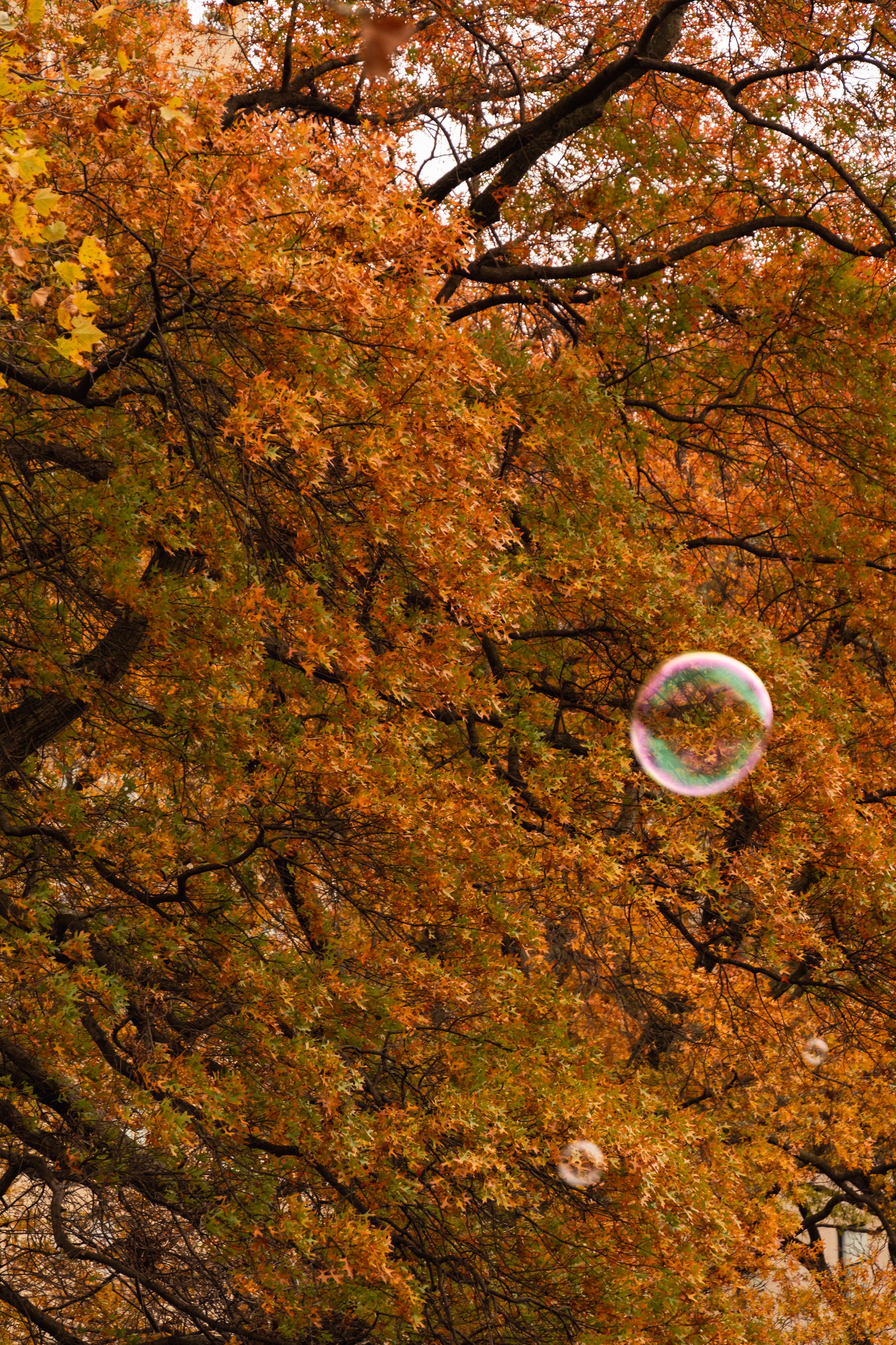 Autumn Foliage with Floating Bubble in Central Park · Free Stock Photo