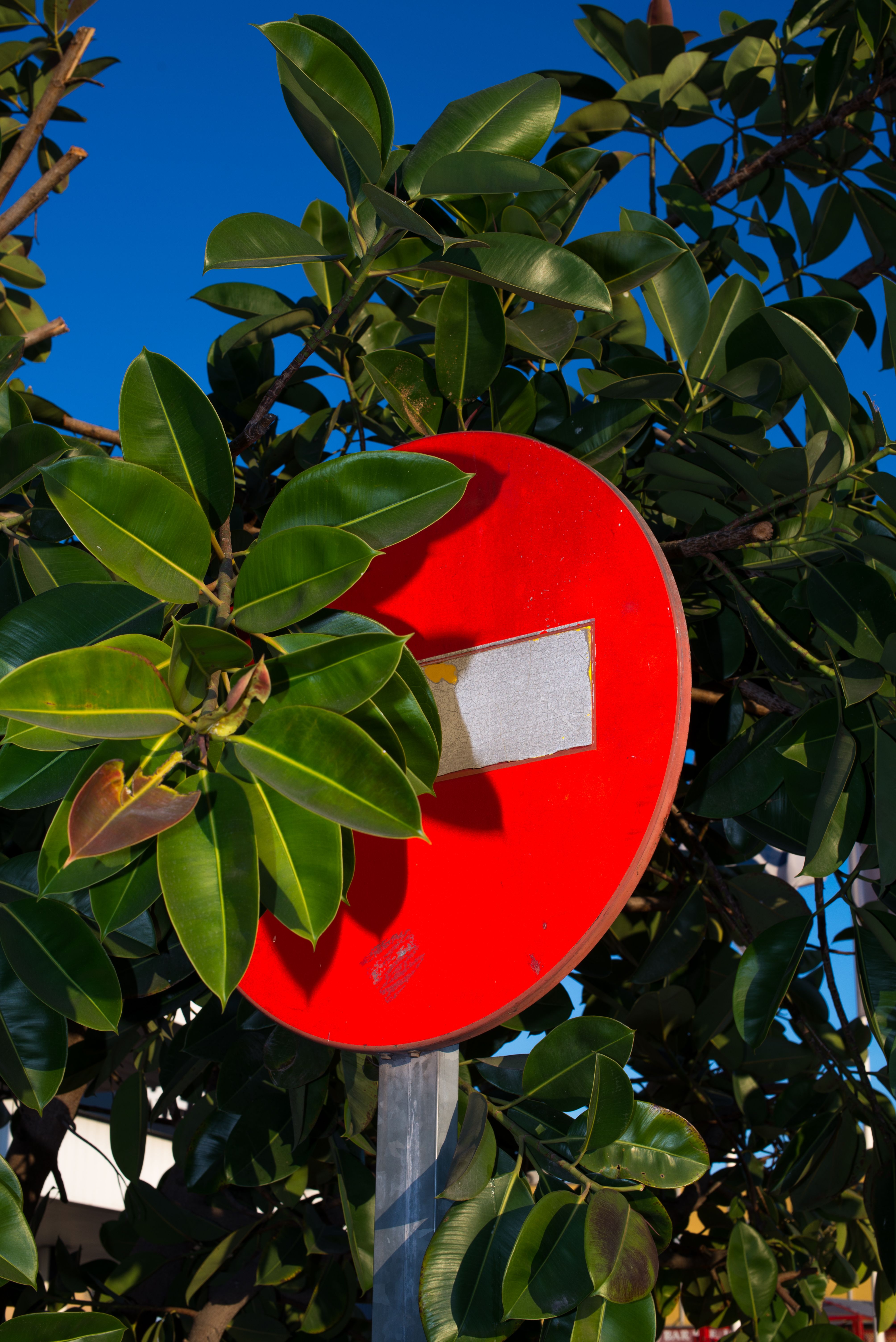 No Entry Sign Obscured by Green Leaves · Free Stock Photo