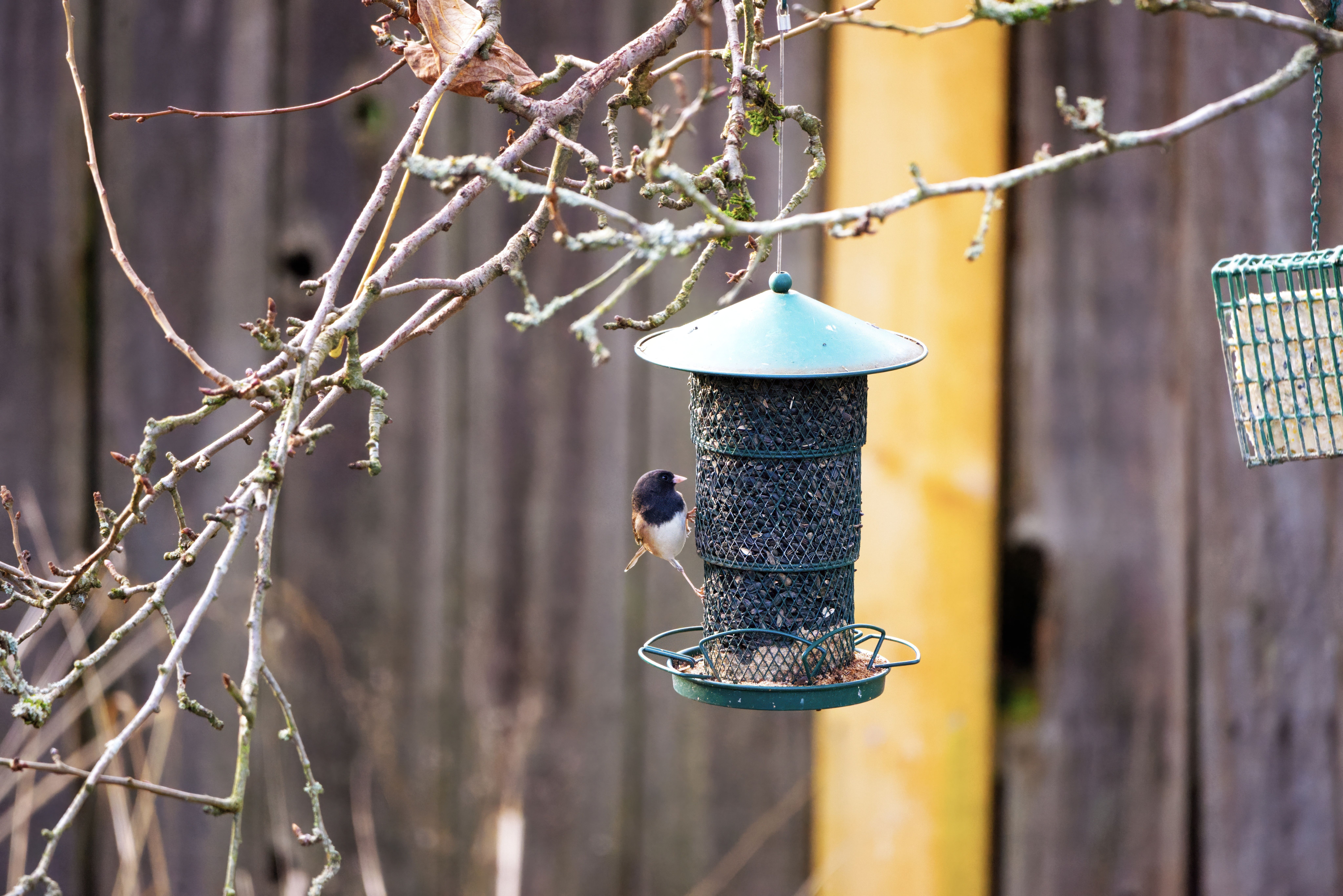 Chickadee on Bird Feeder in Winter Garden · Free Stock Photo