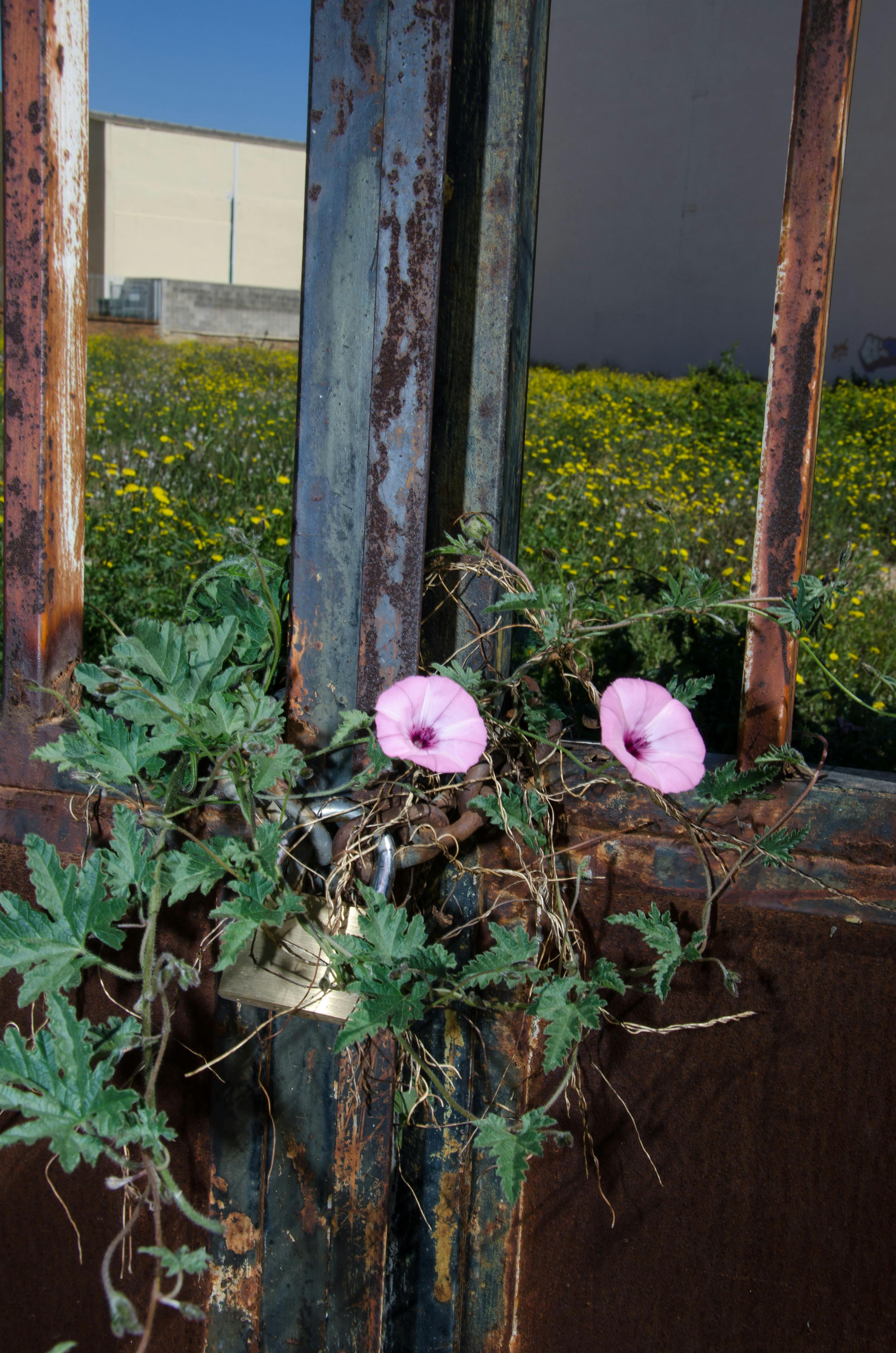 Nature's Tenacity Photos, Download The BEST Free Nature's Tenacity ...