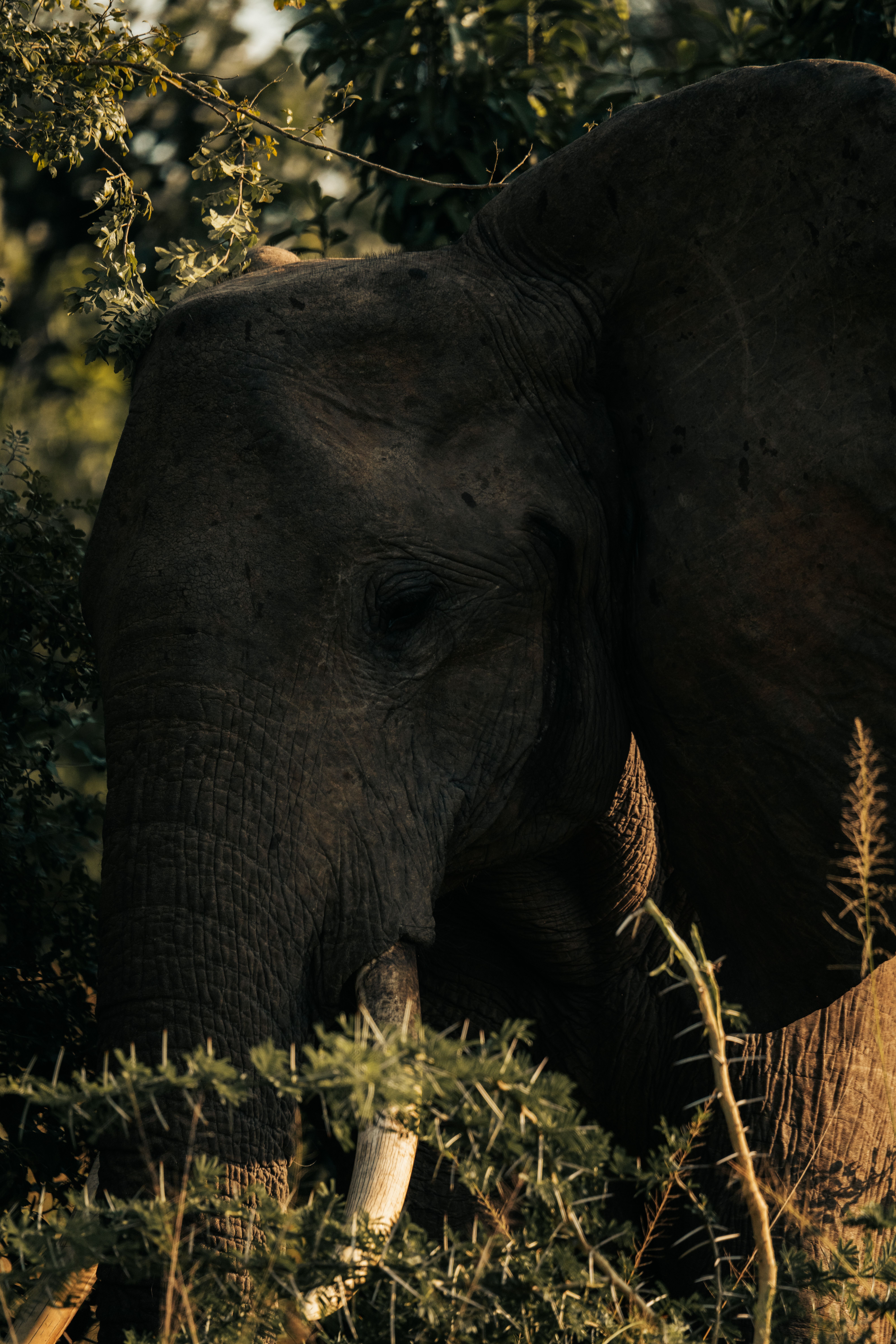 Elefante Majestuoso En Su Hábitat Natural · Foto de stock gratuita