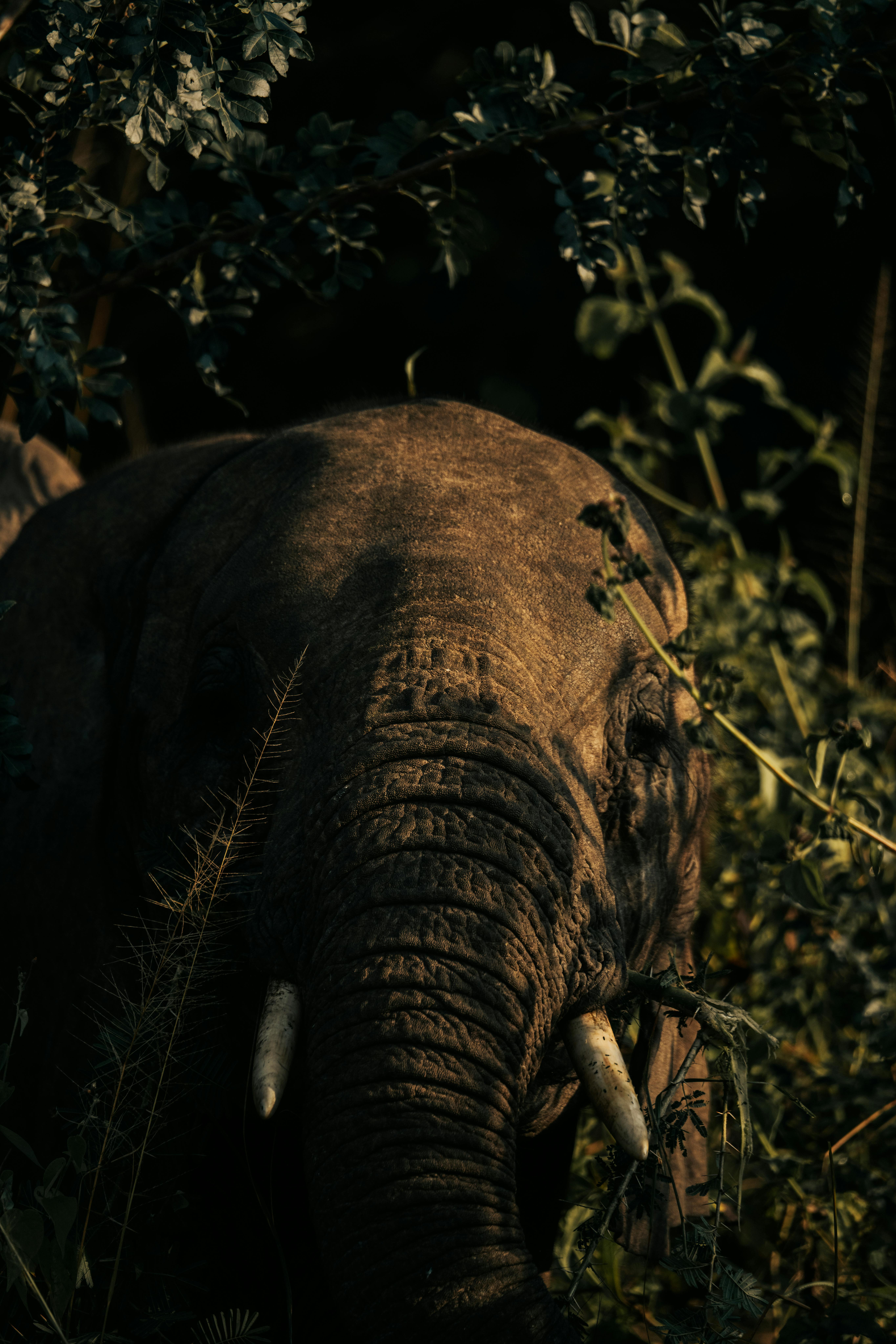 Elephant 8k Photos, Download The BEST Free Elephant 8k Stock Photos ...