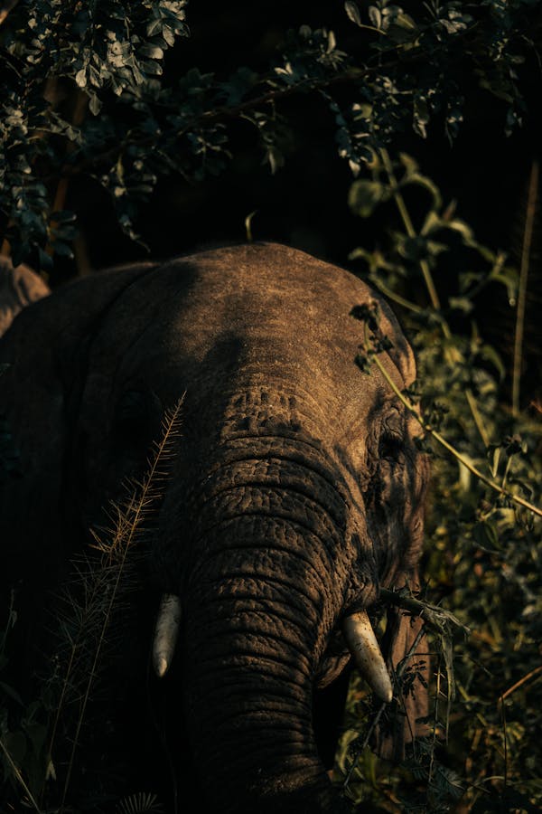 Elephant Wallpaper Photos, Download The BEST Free Elephant Wallpaper ...