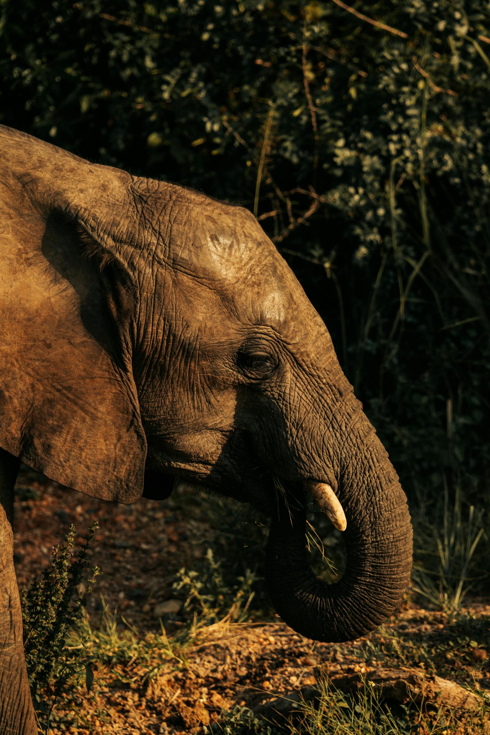 Elephant 4k Photos, Download The BEST Free Elephant 4k Stock Photos ...
