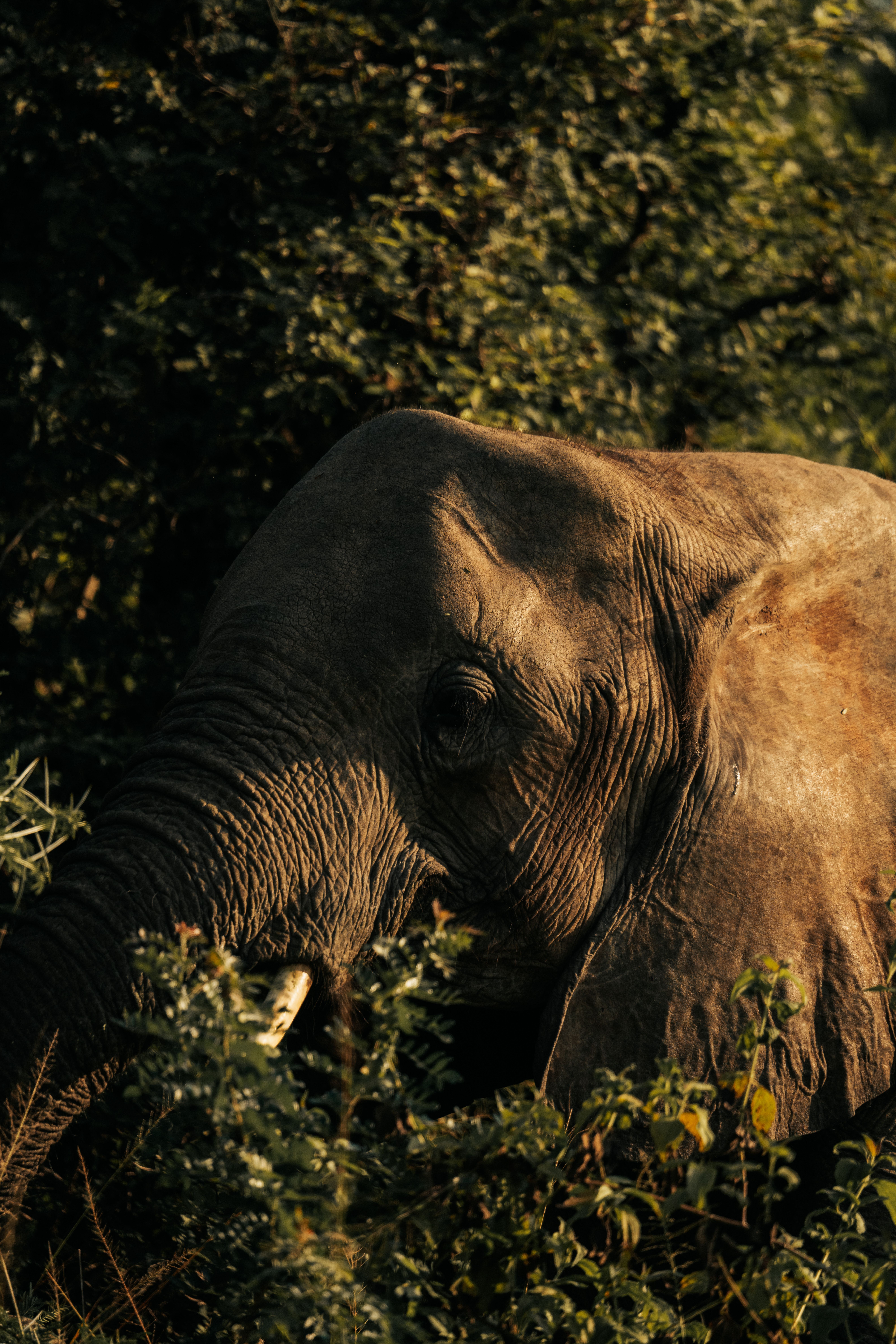 Close Up De Elefante Em Habitat Natural · Foto profissional gratuita