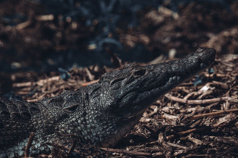 4k Crocodile Photos, Download The BEST Free 4k Crocodile Stock Photos ...