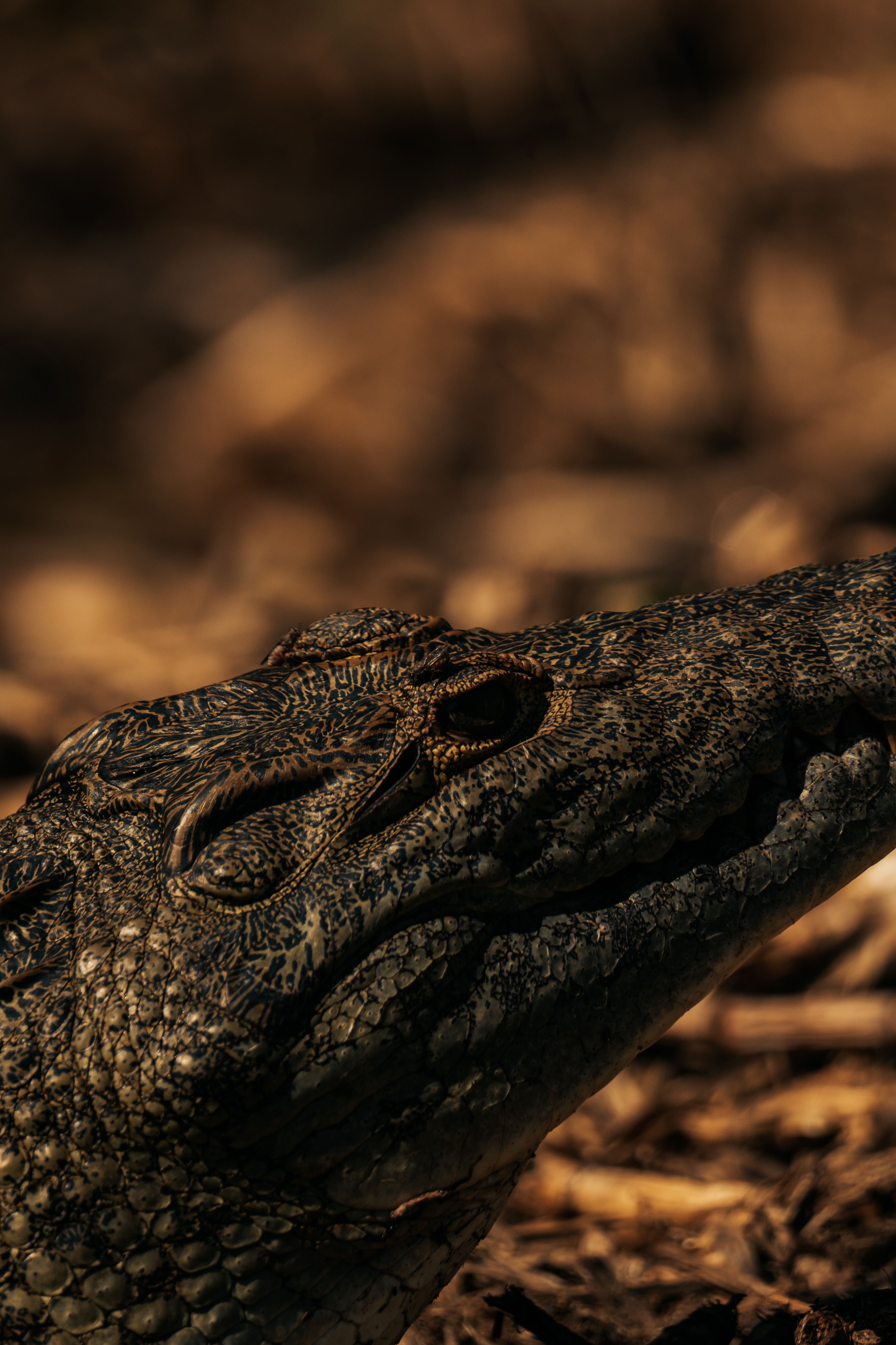 A close up of a crocodile's head with its eyes open · Free Stock Photo