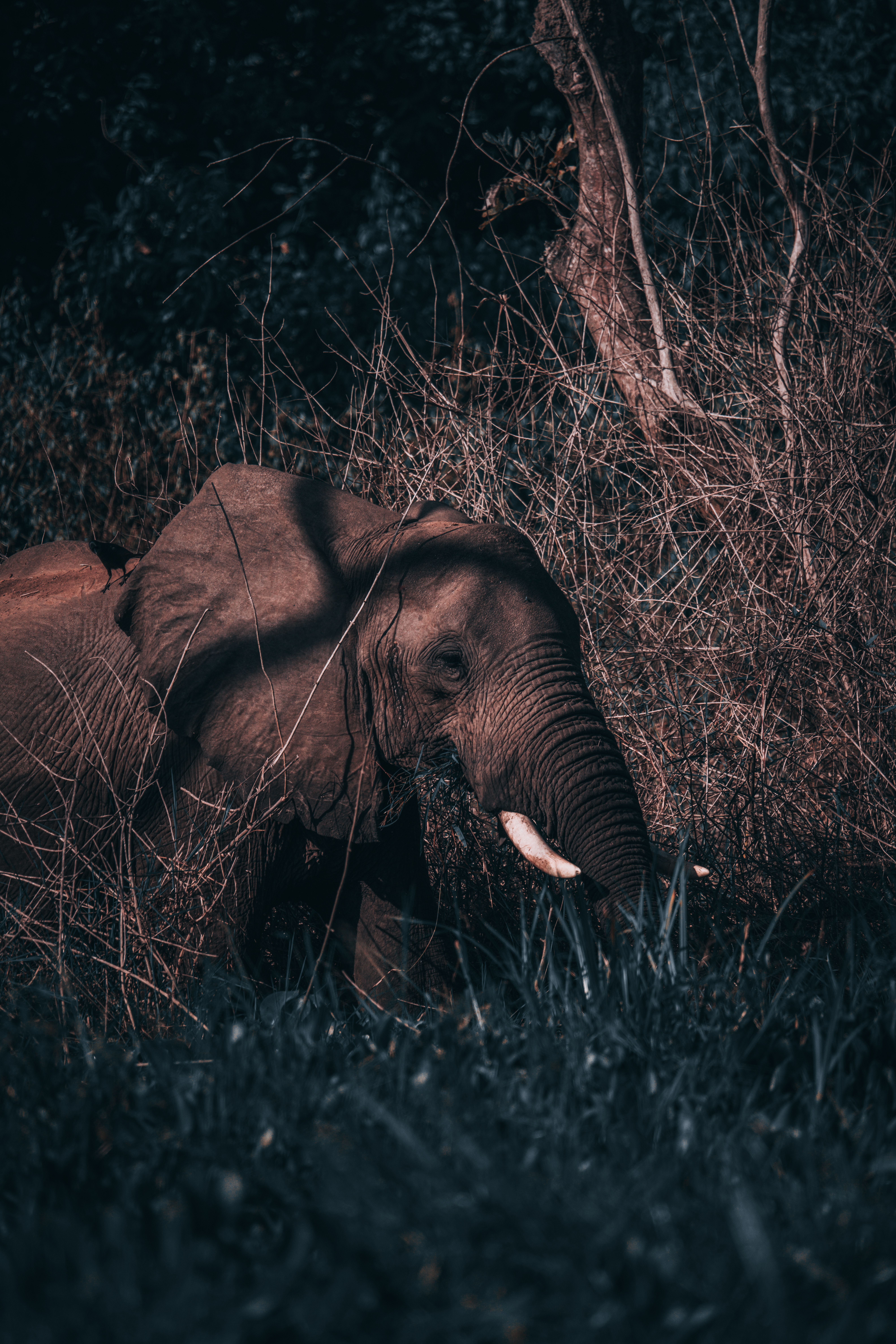 Elephant 4k Wallpaper Photos, Download The BEST Free Elephant 4k ...