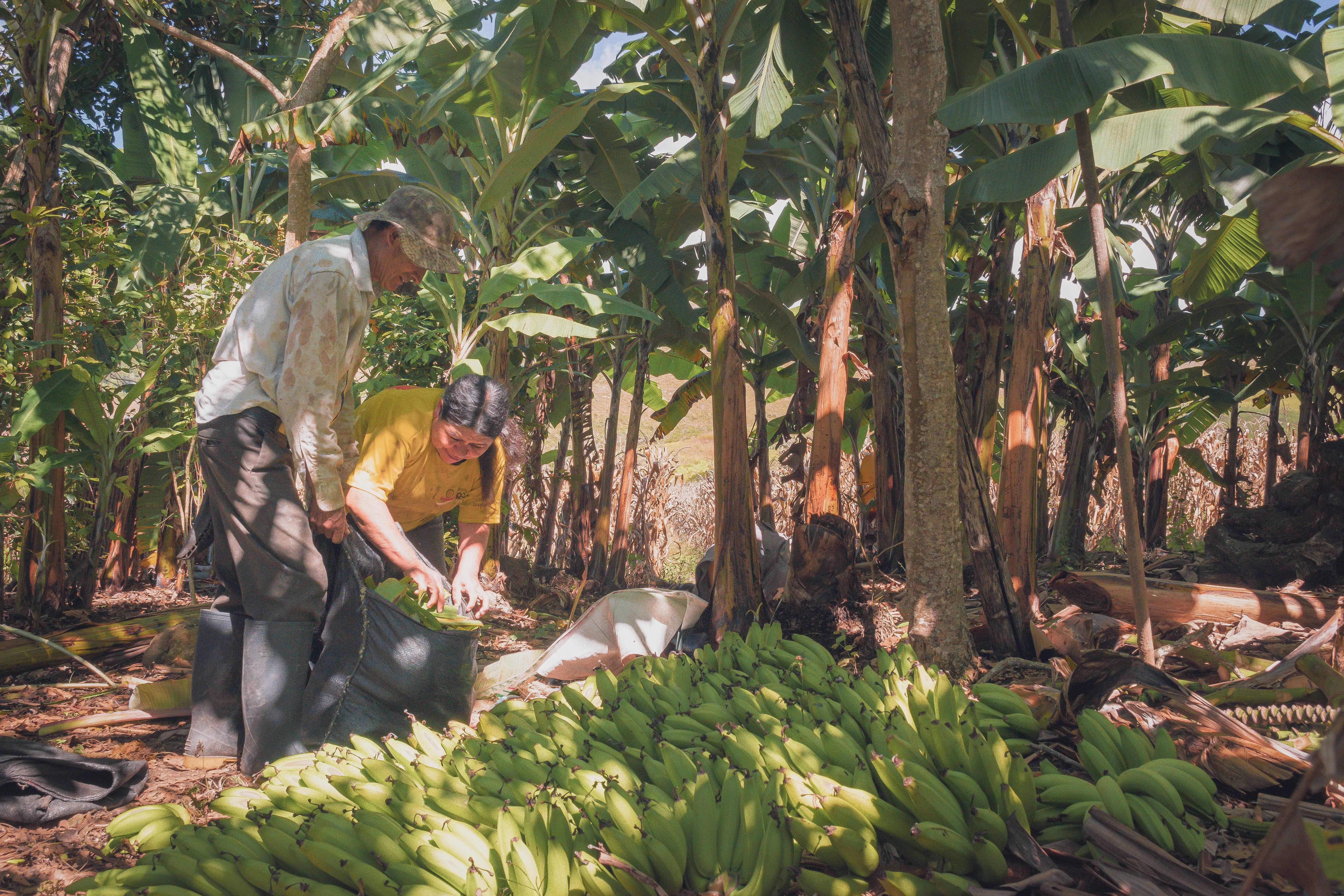 Agricultores Cosechando Plátanos En Bagua Grande · Foto de stock gratuita