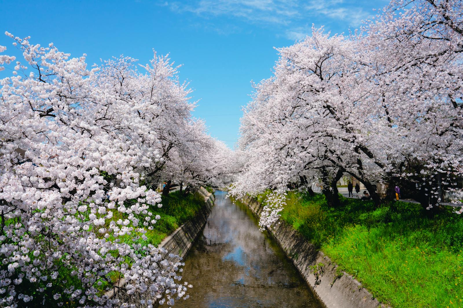 Cherry Blossoms Above A Stream In Tsuzuki Ward, Yokohama, Japan Photos ...