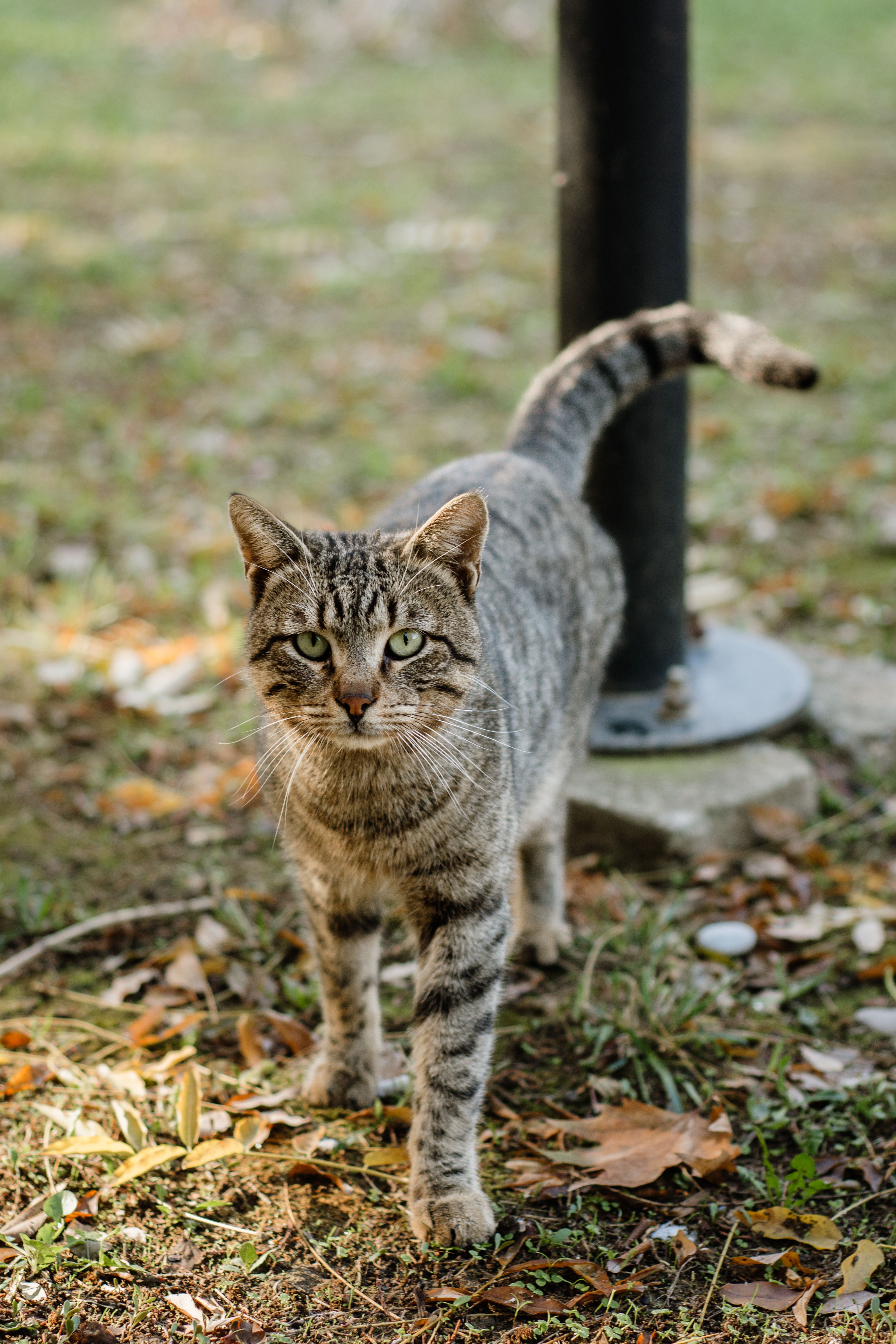 Portrait of a Tabby Cat Outdoors in Fall · Free Stock Photo