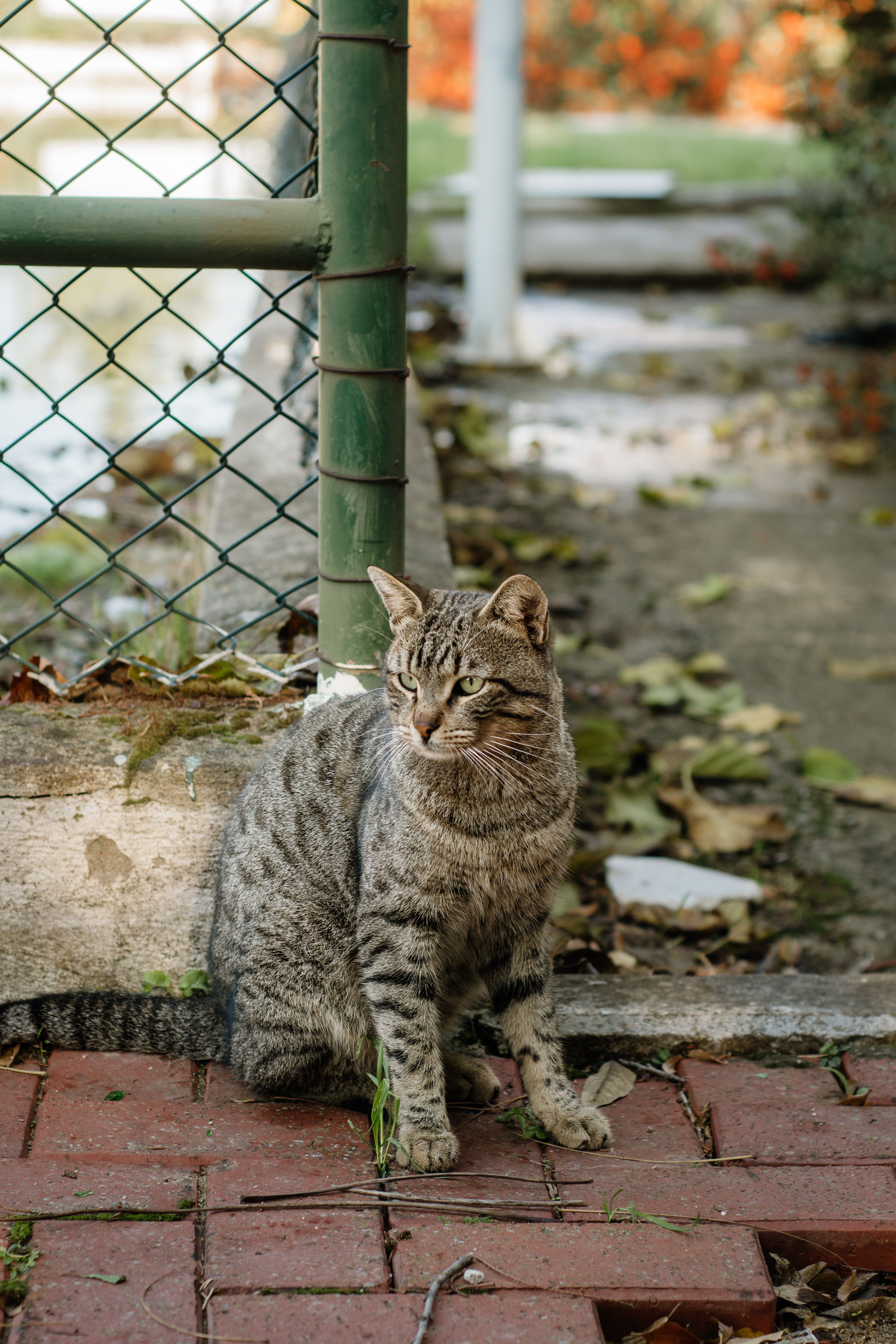 Torbie Coat Photos, Download The BEST Free Torbie Coat Stock Photos ...