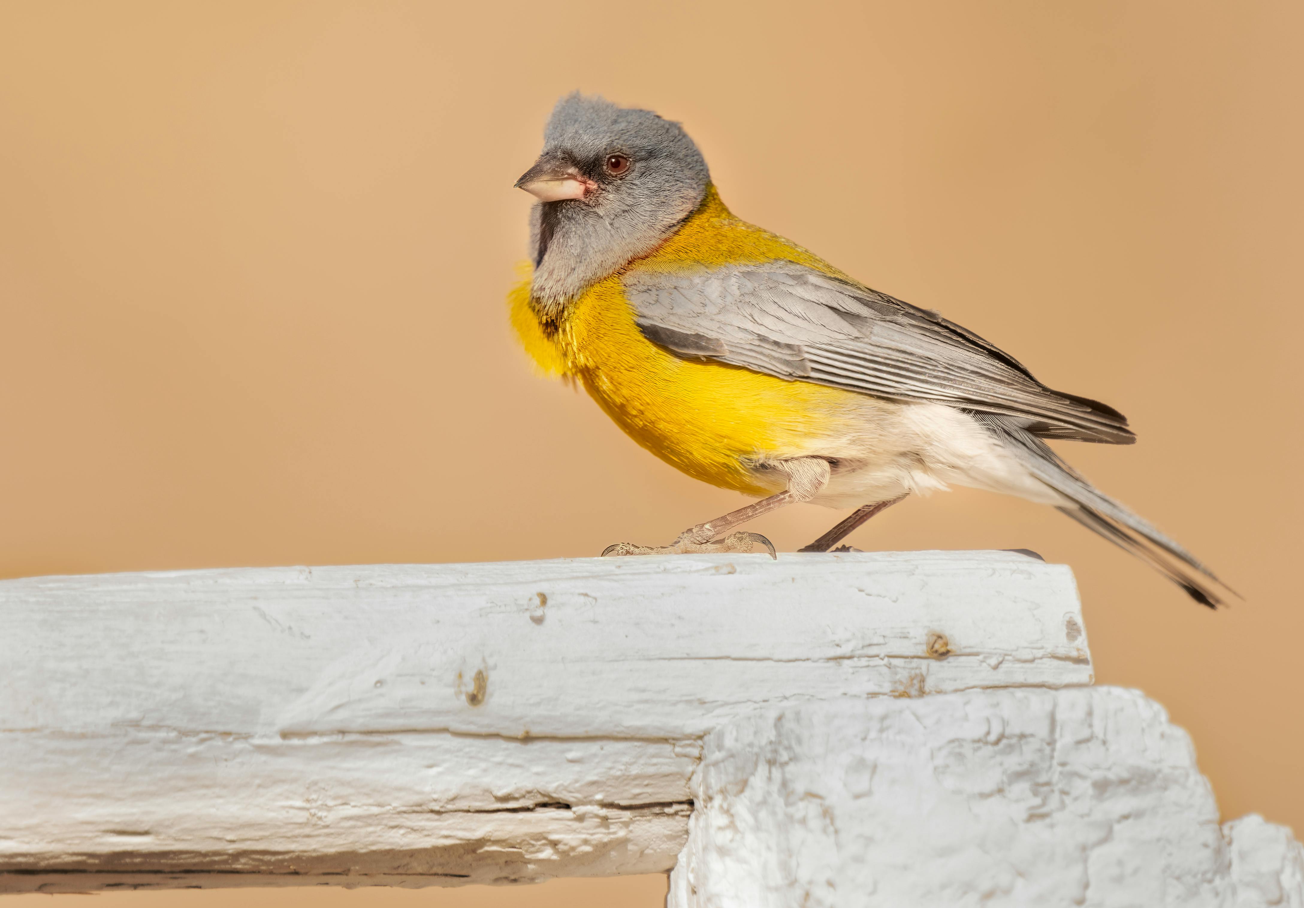 Beautiful Grey-headed Yellow Finch on Wooden Perch · Free Stock Photo