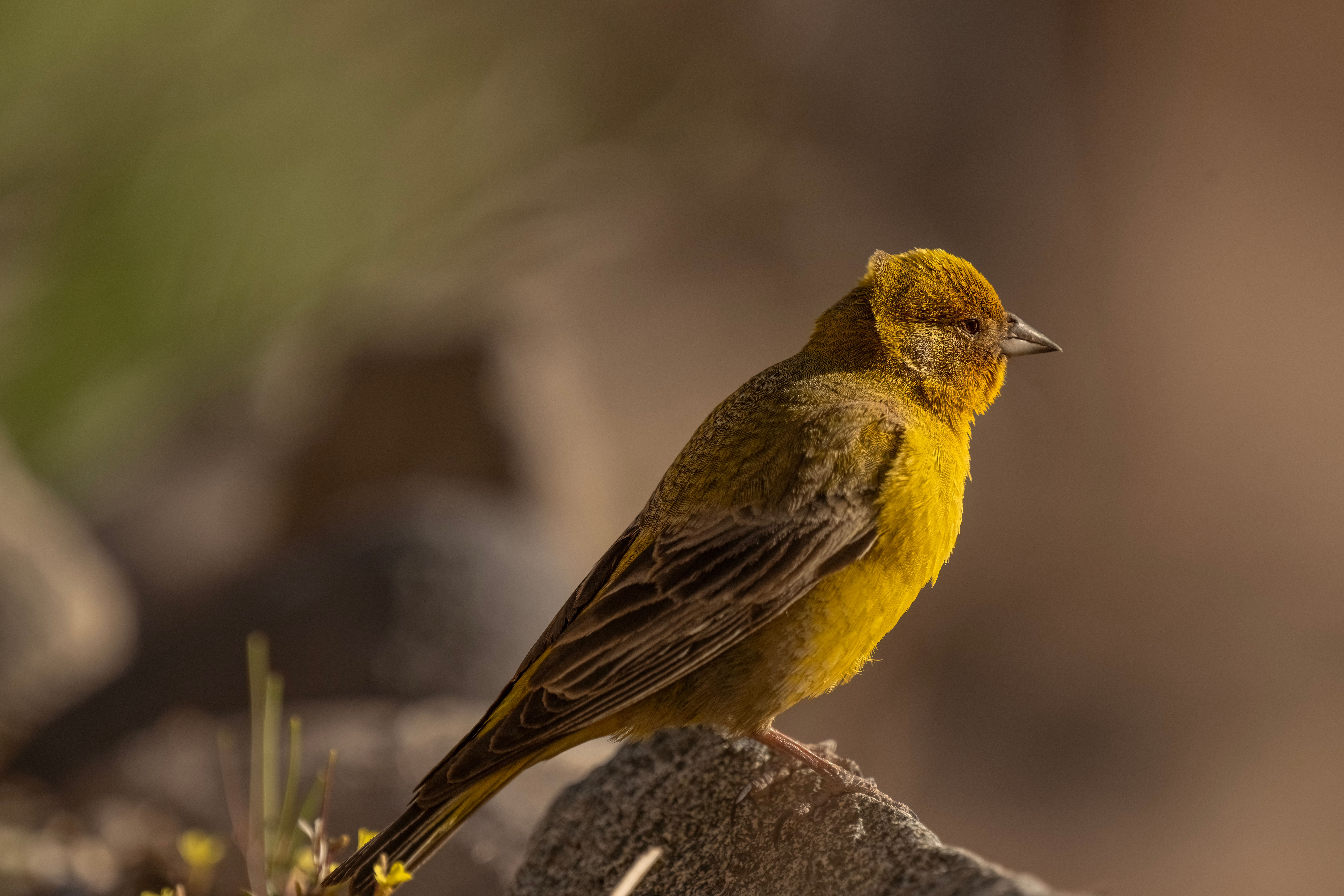 Close-up of a Vibrant Yellow Finch in Nature · Free Stock Photo